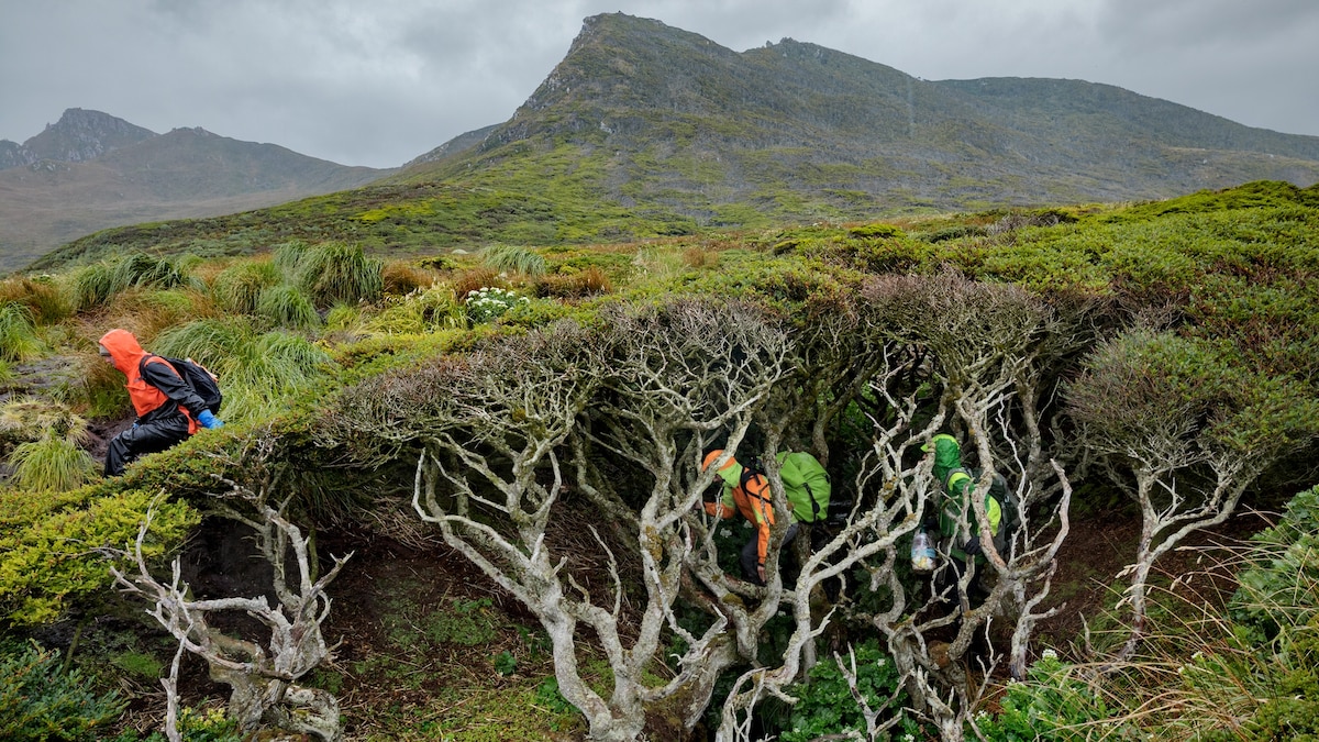 The tree at the bottom of the world—and the wind-blasted trek to find ...