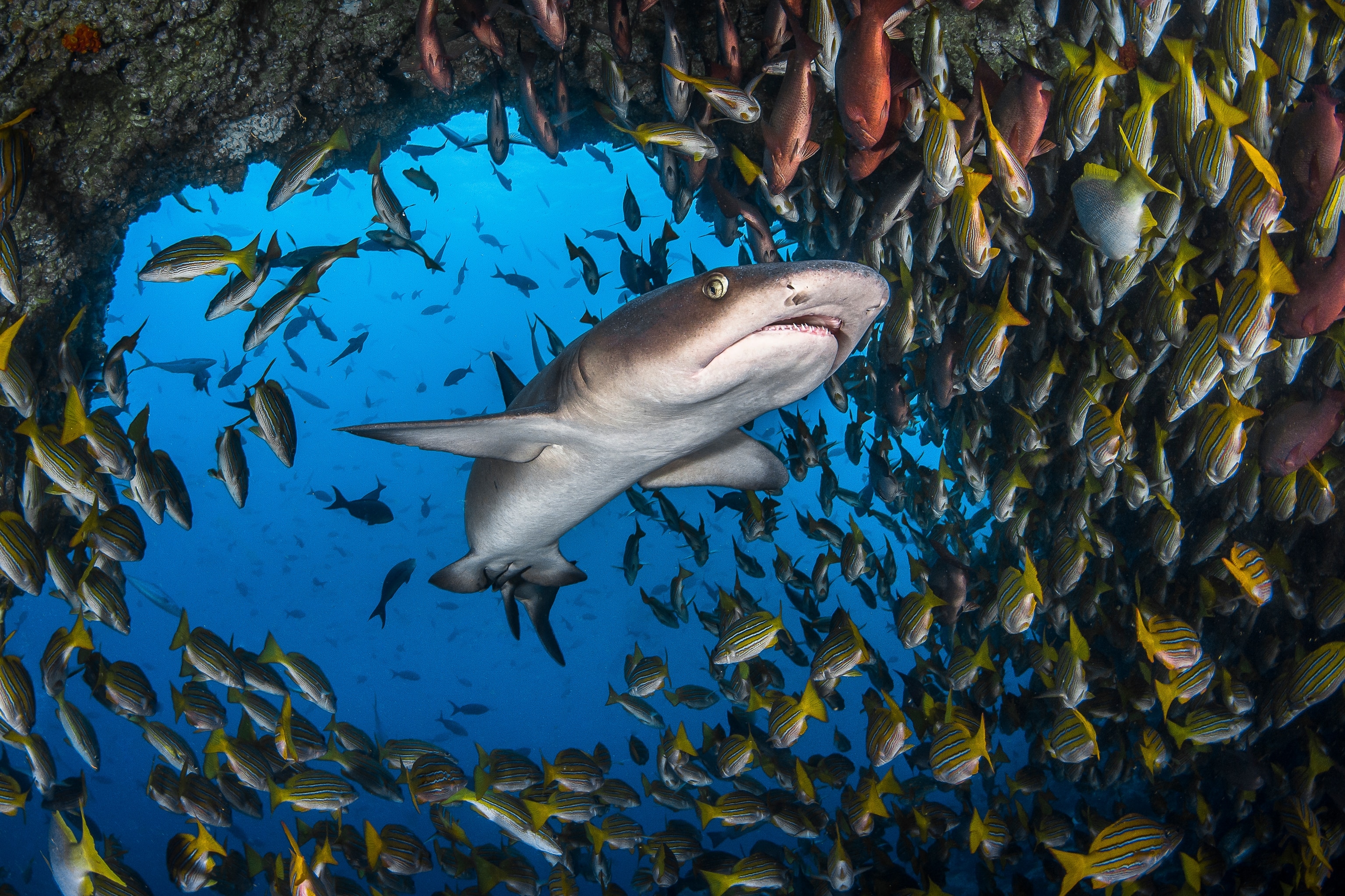 Sharks win key protections at the world wildlife summit