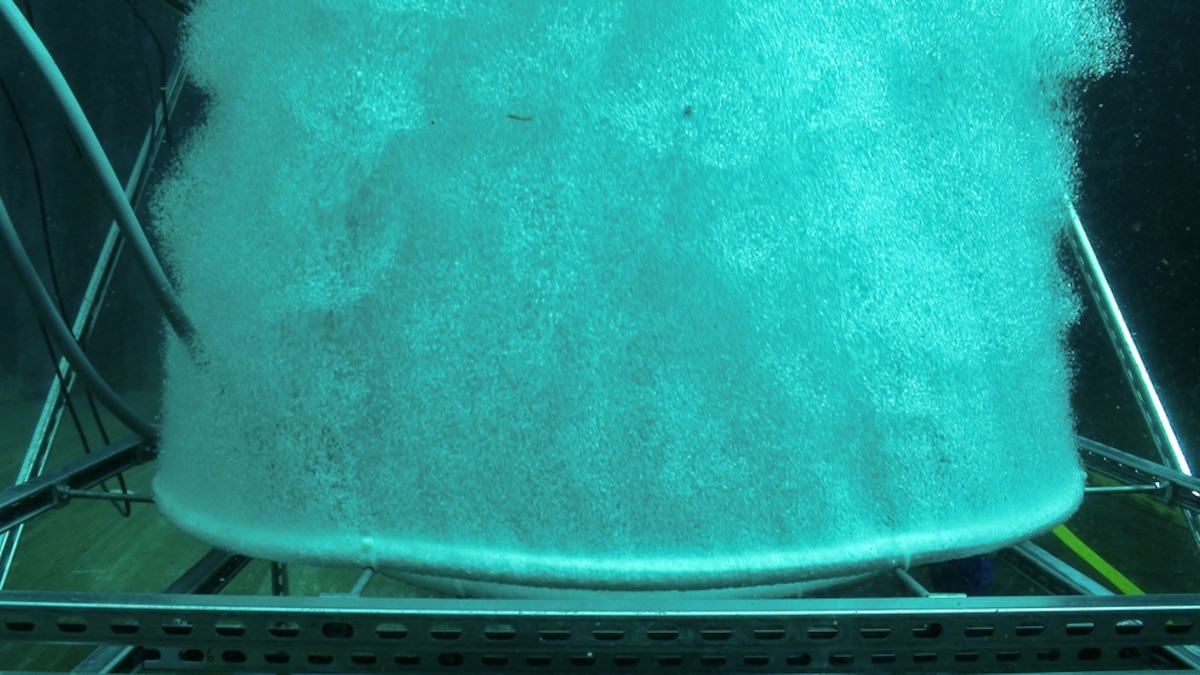 Bubble Curtains: Can They Dampen Offshore Energy Sound for Whales ...