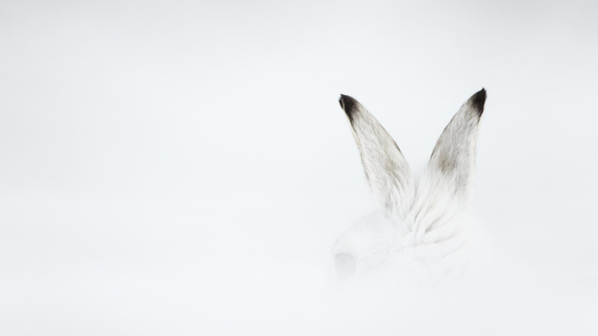 Mountain hares are built for snow. That may become a problem ...