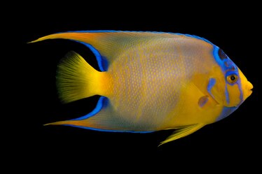 Queen Angelfish | National Geographic