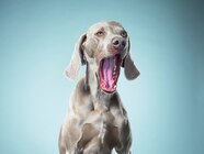 Why Do Dogs Yawn Why Do Dogs Yawn
