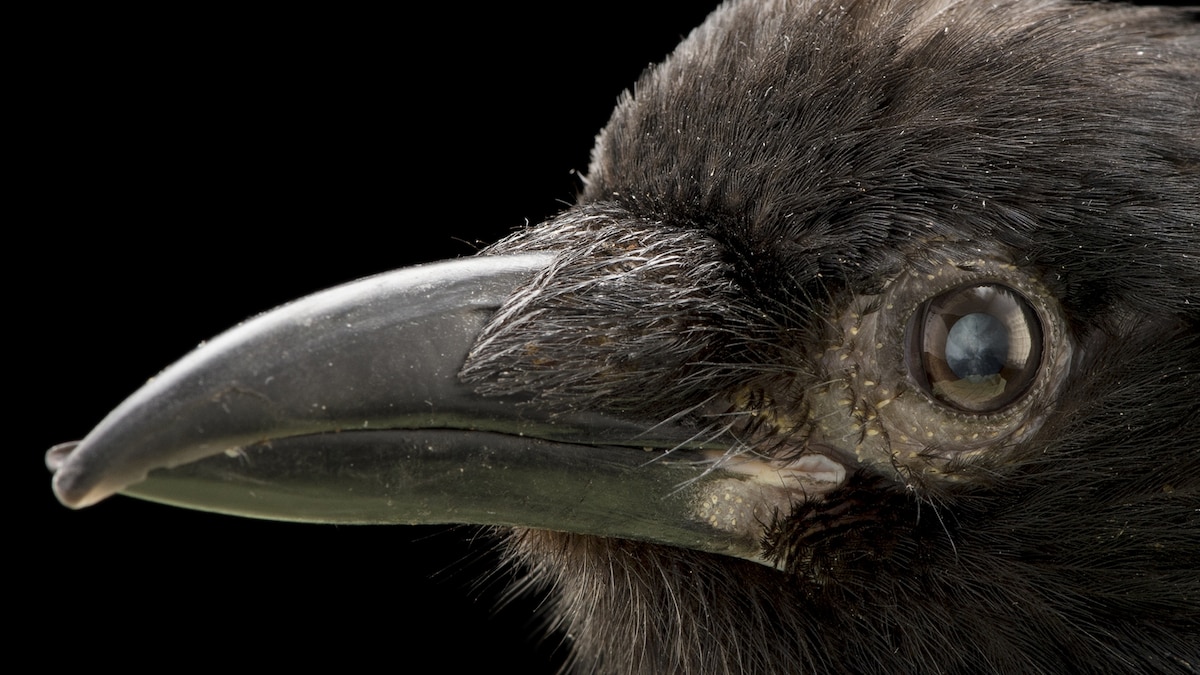 Fish Crow | National Geographic