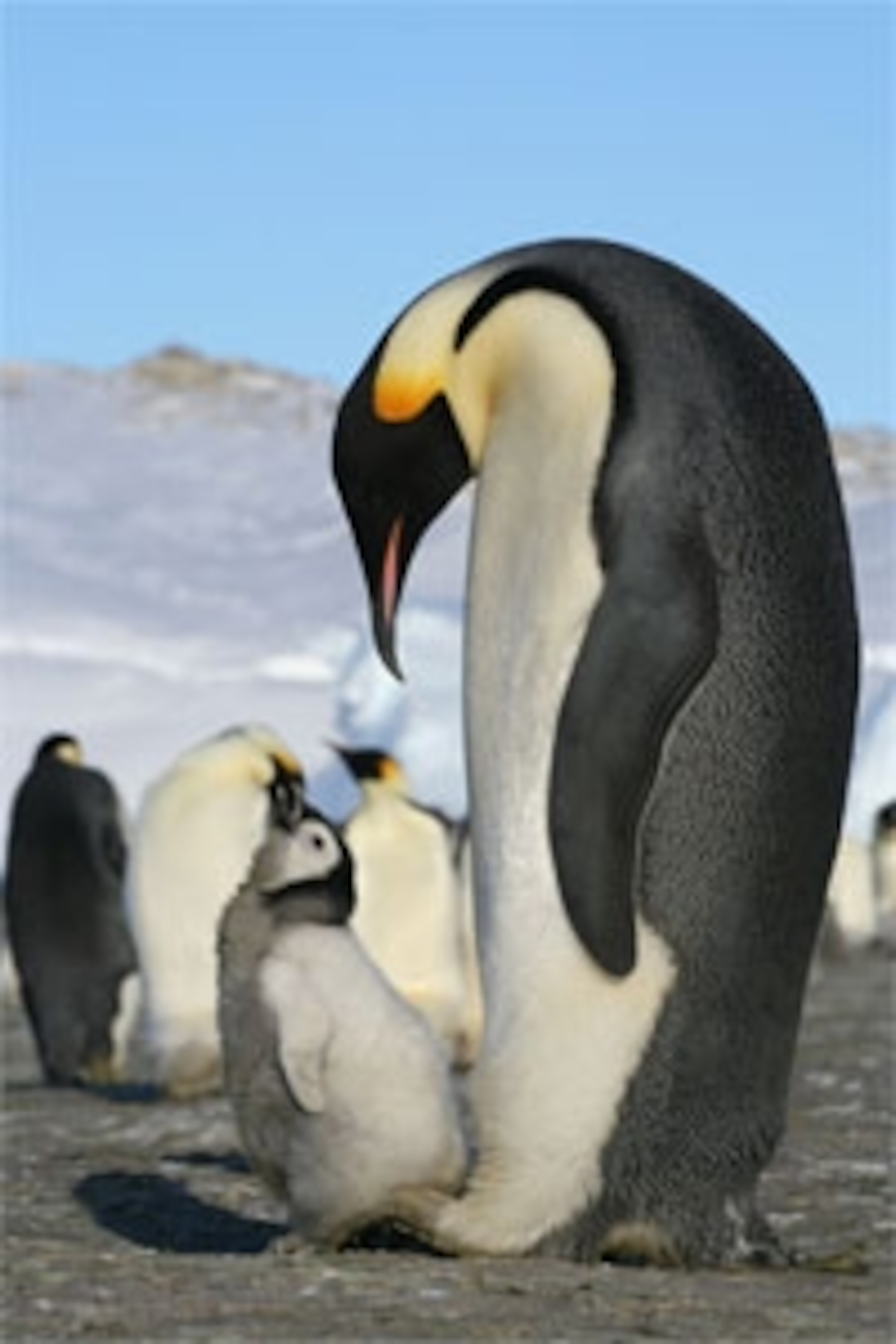 Are emperor penguins marching to extinction?