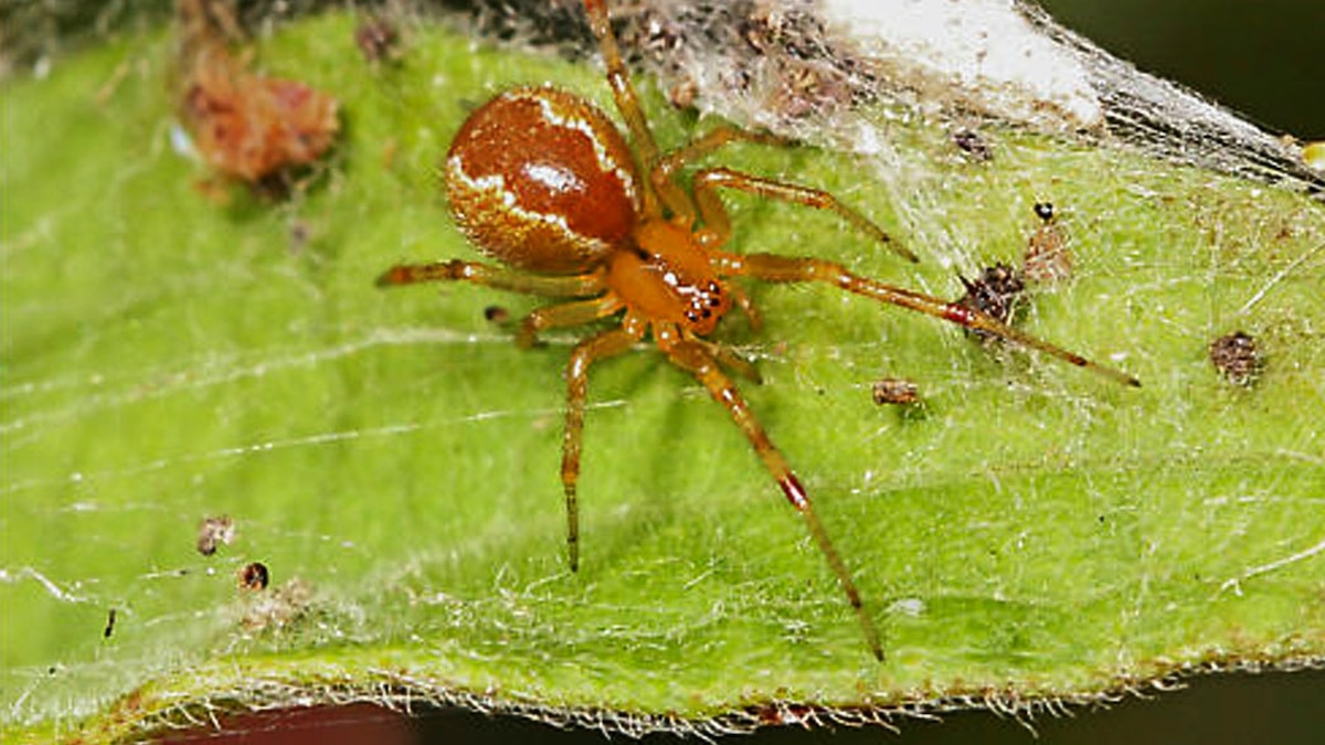 Spider's Personalities Determine Their Job Performance | National ...