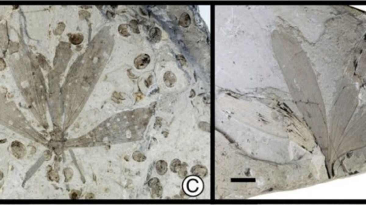 Scientists Reveal Jurassic Forest’s Hidden Hangingfly | National Geographic