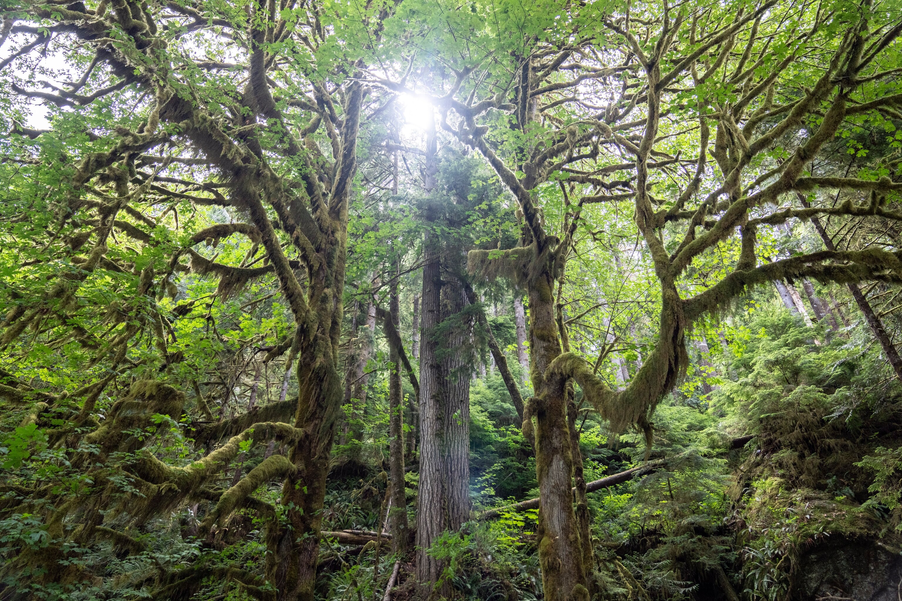 Finding balance and umami in the Olympic National Forest