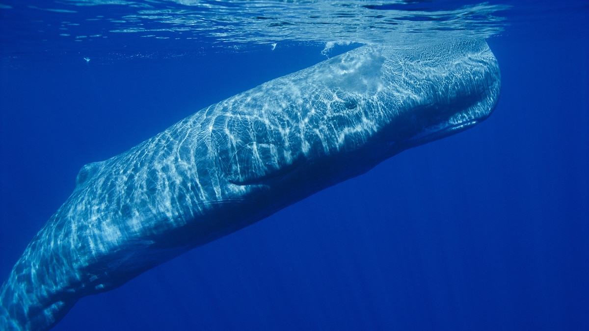 Whales With Caribbean Accents and Other Animal Dialects | National ...