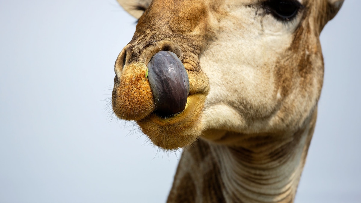 Do Animals Blow Their Noses? | National Geographic