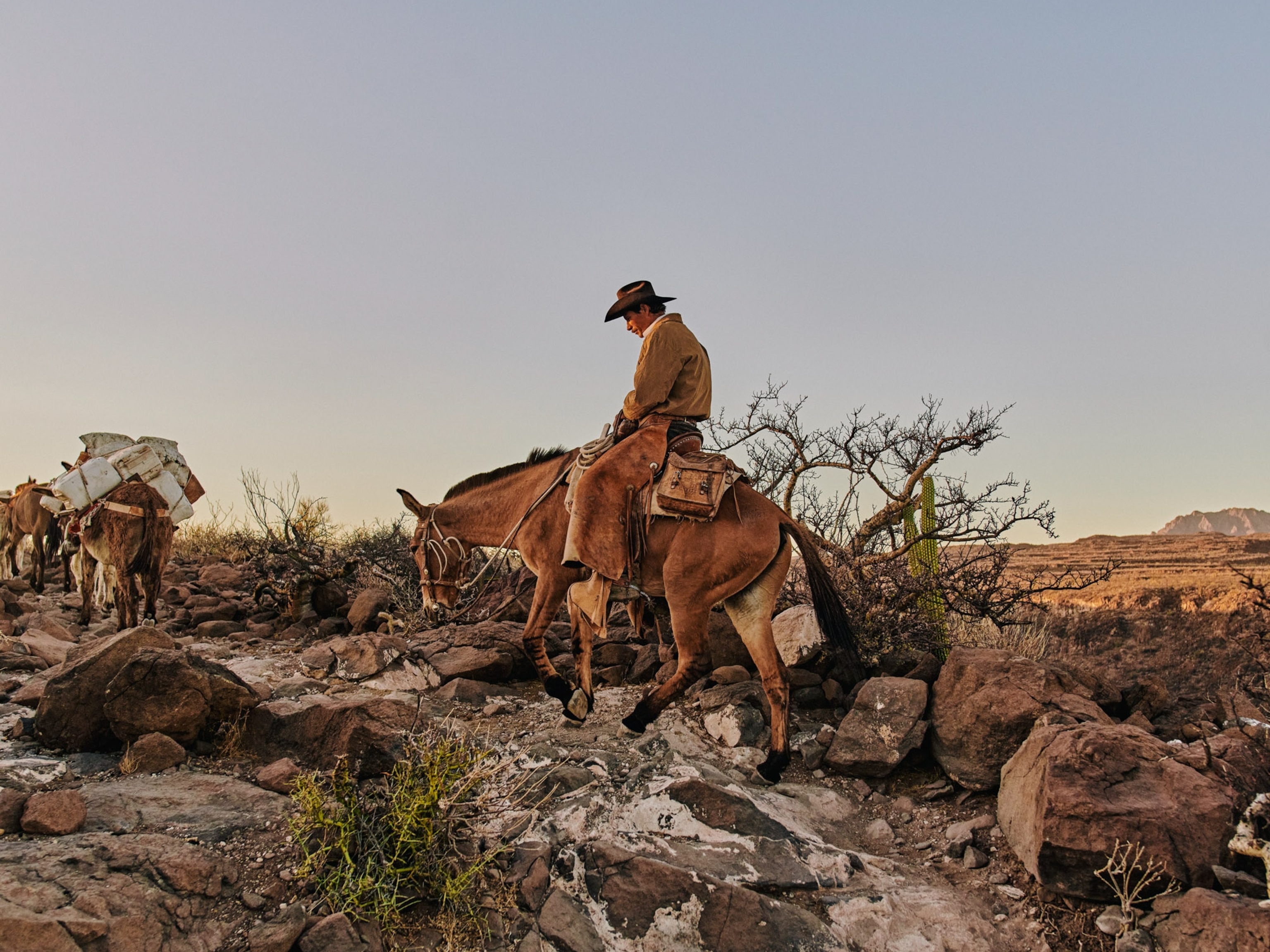 Yeehaw! 18 Photos for National Day of the Cowboy | National Geographic