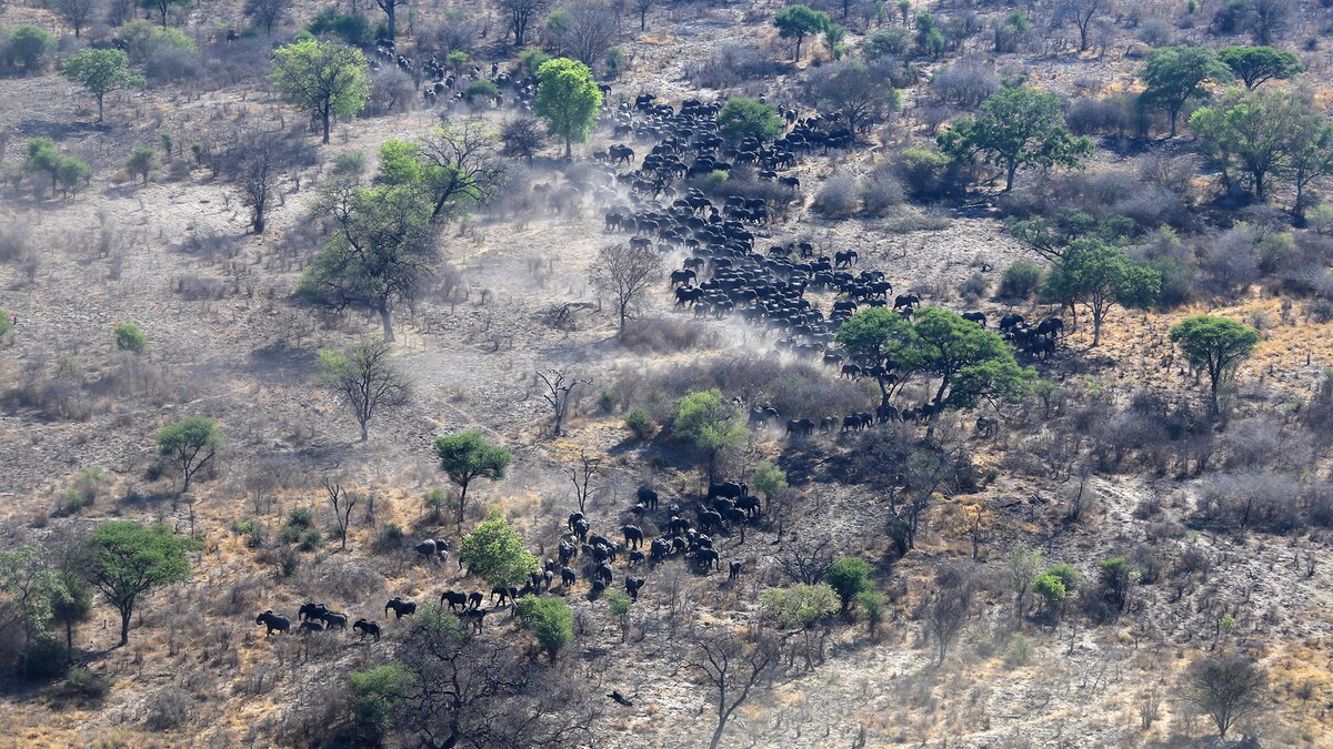 Exclusive: This Is Africa's New Elephant Poaching Hot Spot | National ...