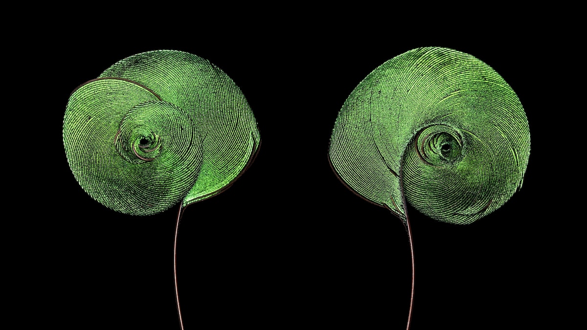 What these flashy feathers reveal about the secret lives of birds ...