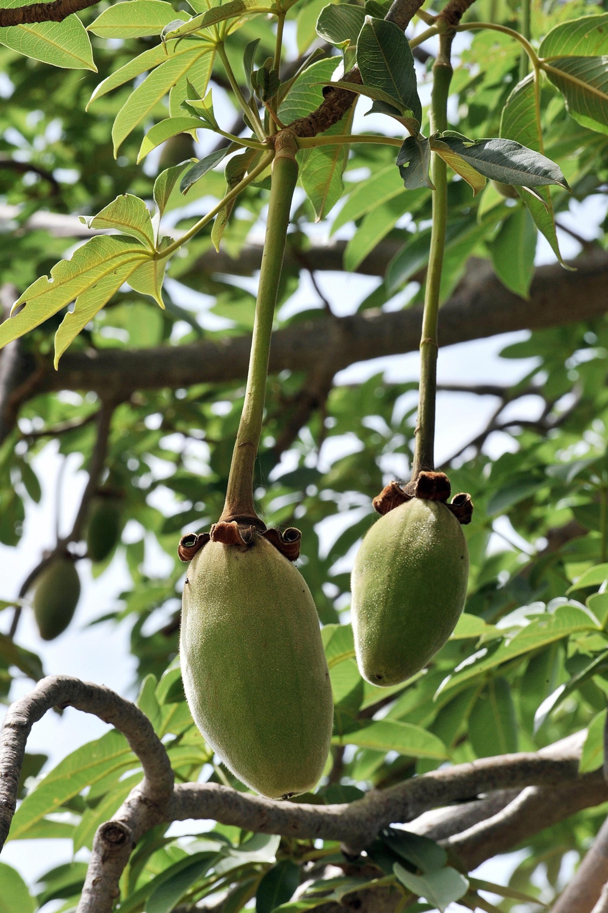 Is Africa’s Ancient Baobab Tree Growing the Next Superfood?