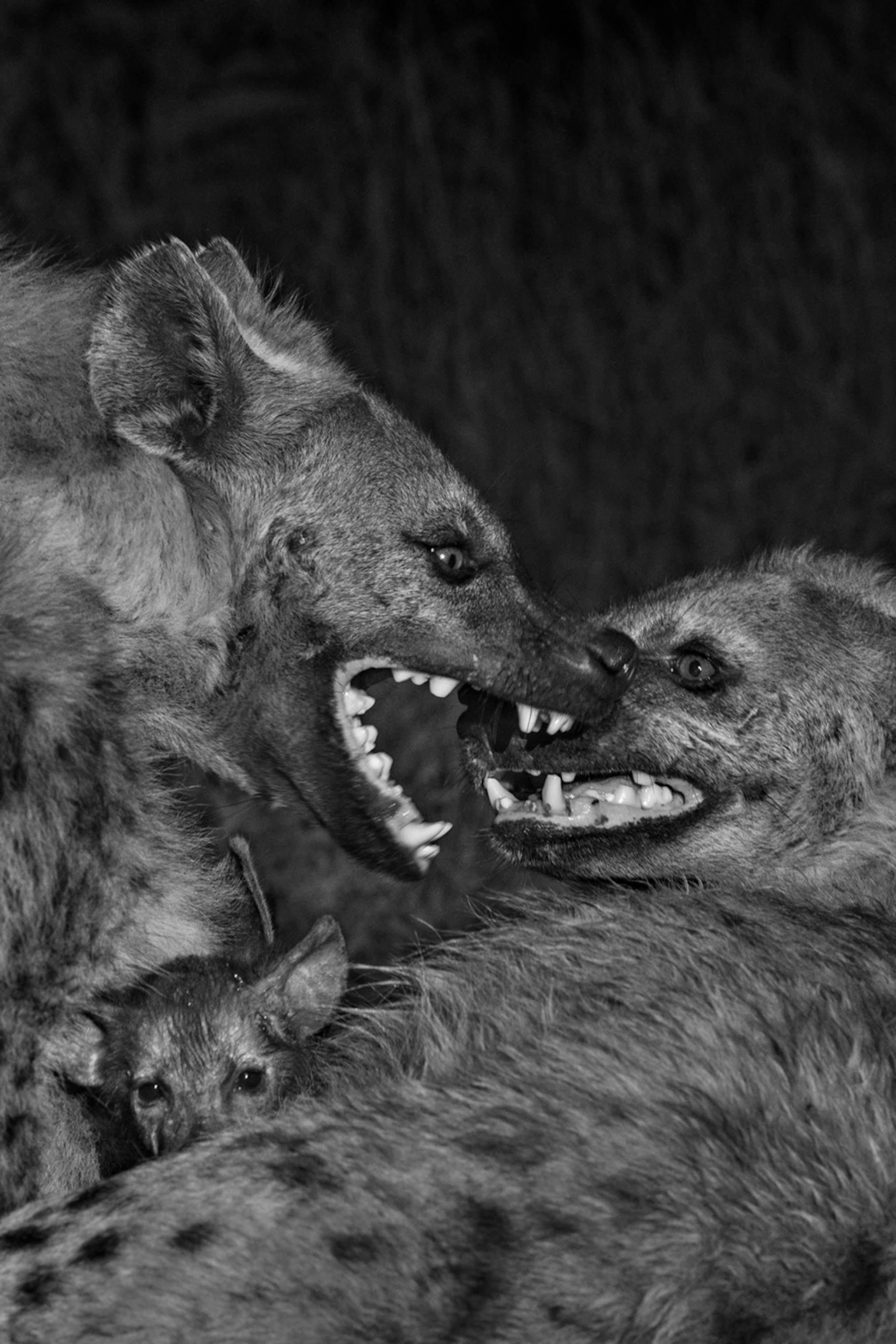 Hyena Birth Moment Of Magic Africa Geographic Magazine The Perils Of A