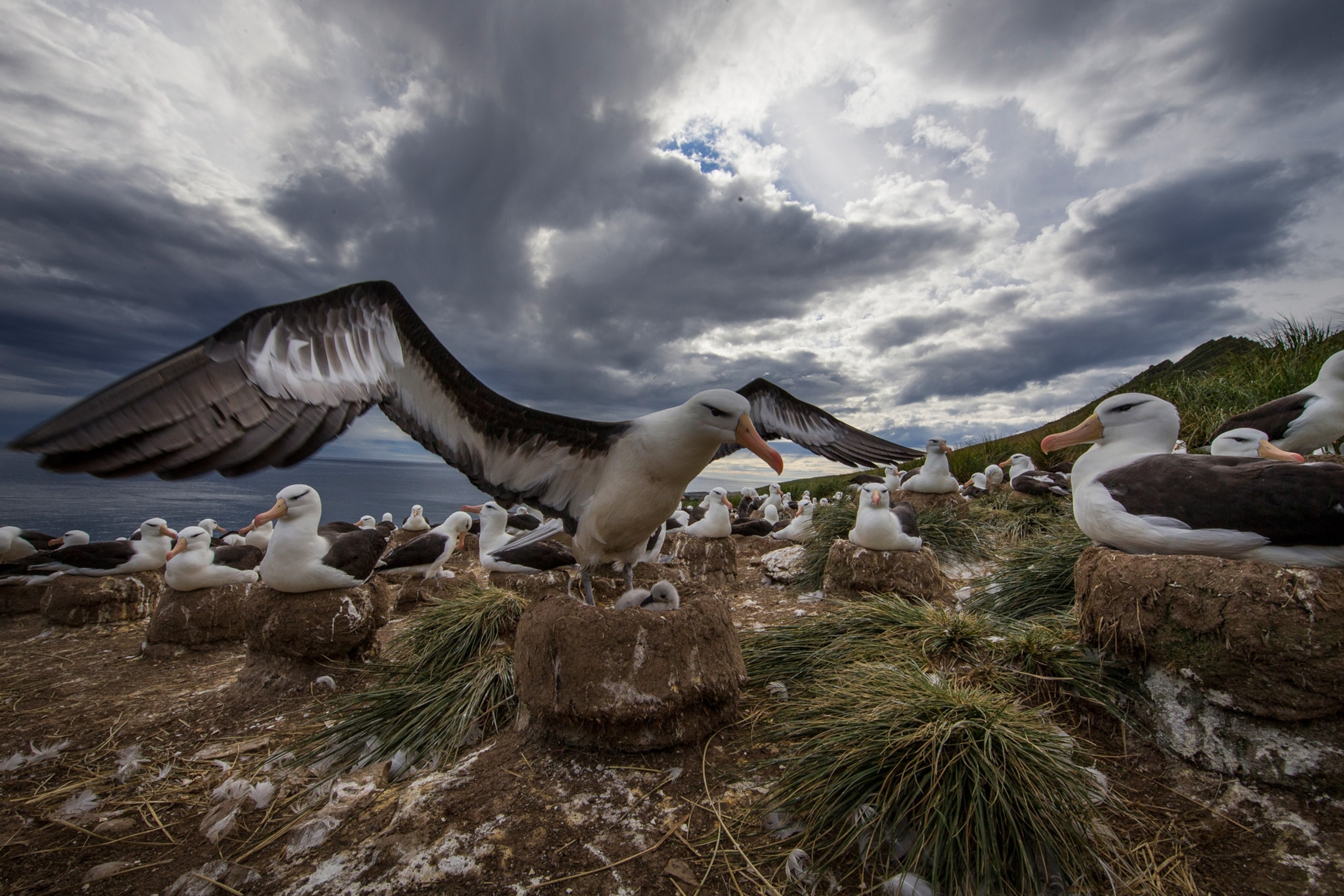 10 best animal watching adventures