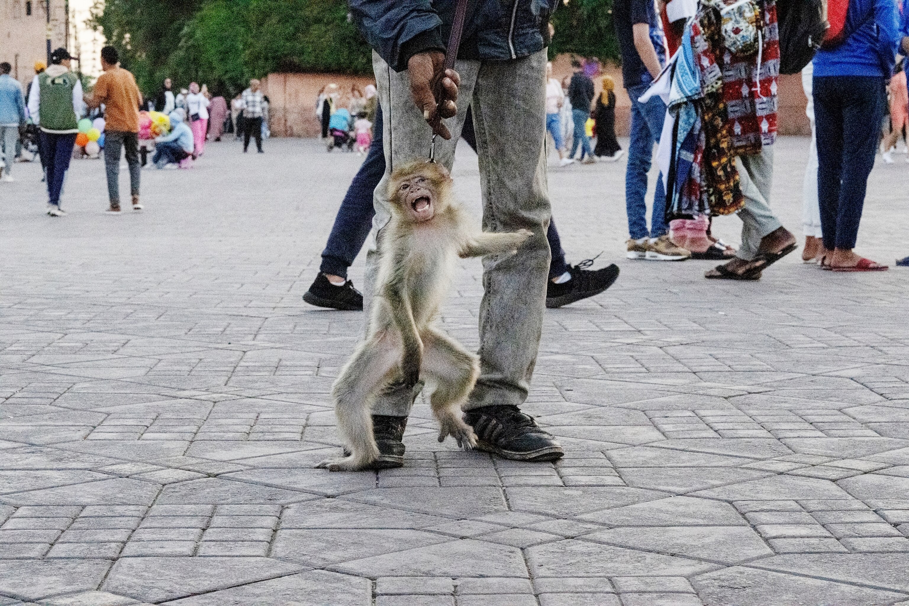 These macaques are used for entertaining. They’re also endangered.