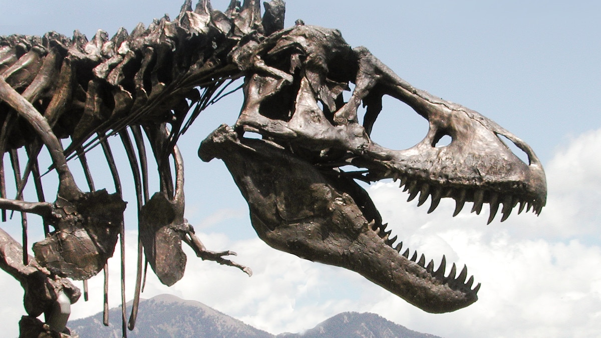 My T. Rex Is Bigger Than Yours | National Geographic