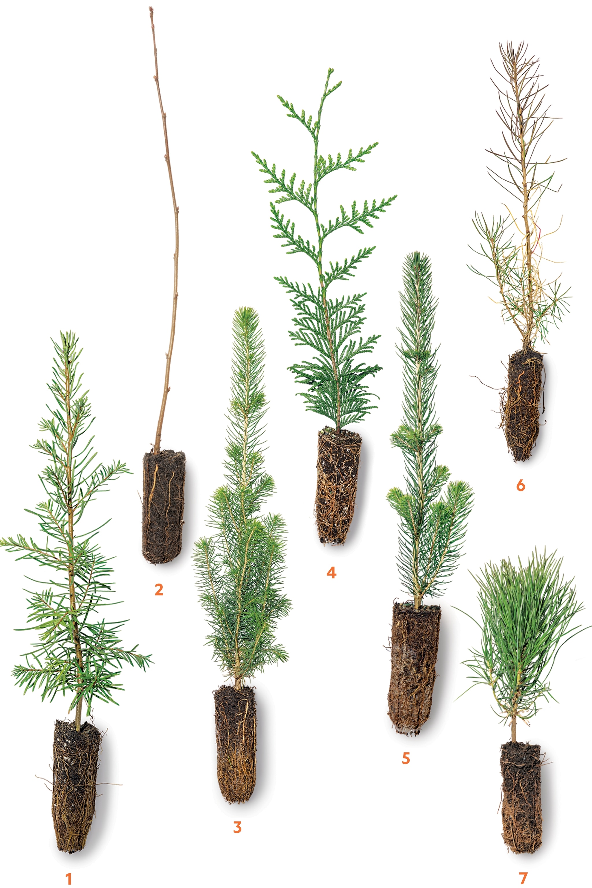 4 solutions for trees and forests threatened by a hotter world