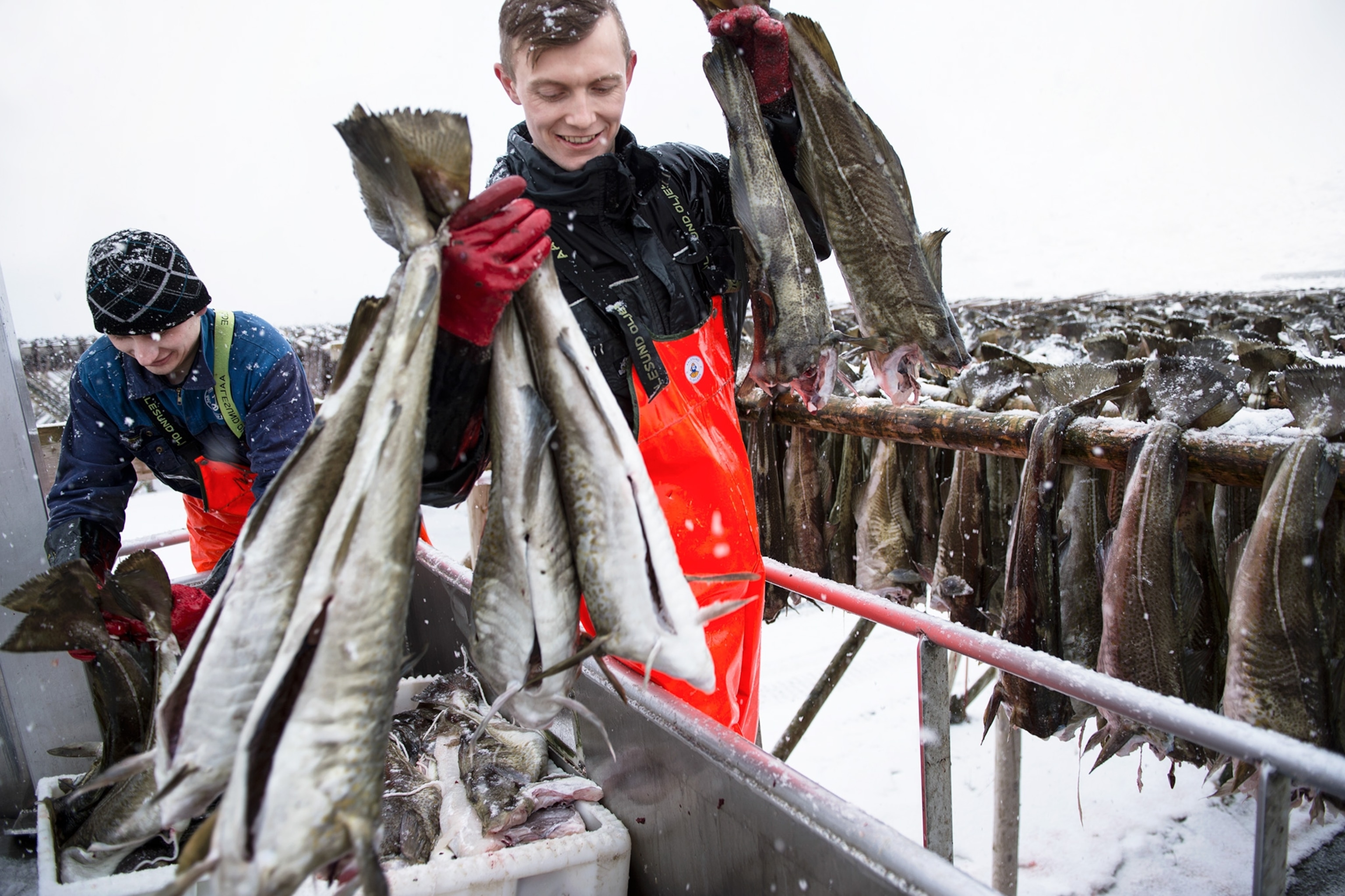 Savor the Fleeting Season of Skrei, King of Cod
