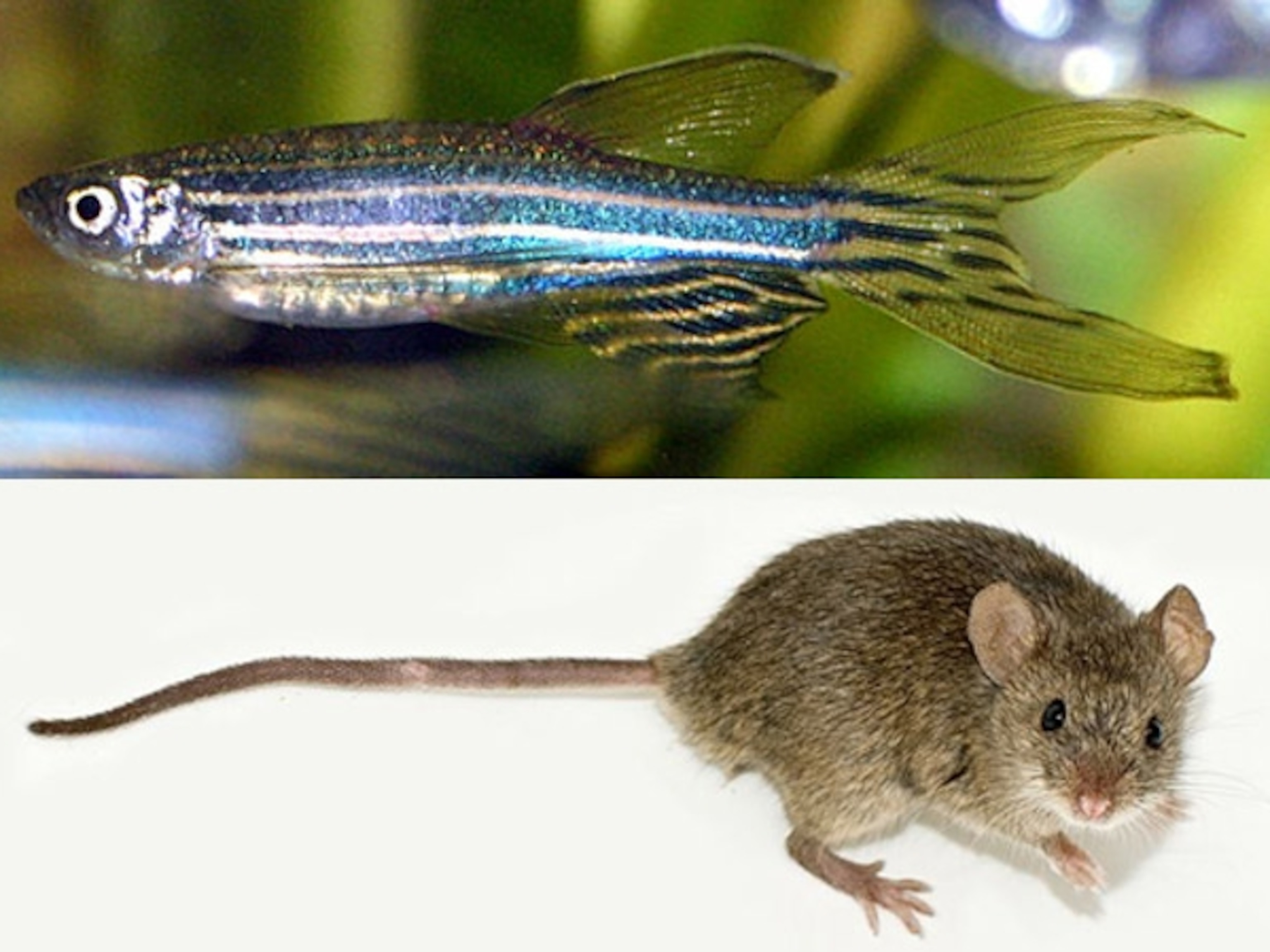 Fish fins and mouse feet controlled by the same ancient genetic switch