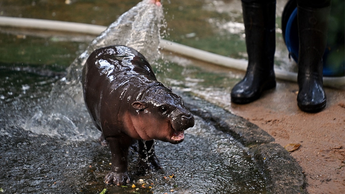 How Moo Deng the pygmy hippo is different from common hippos | National ...