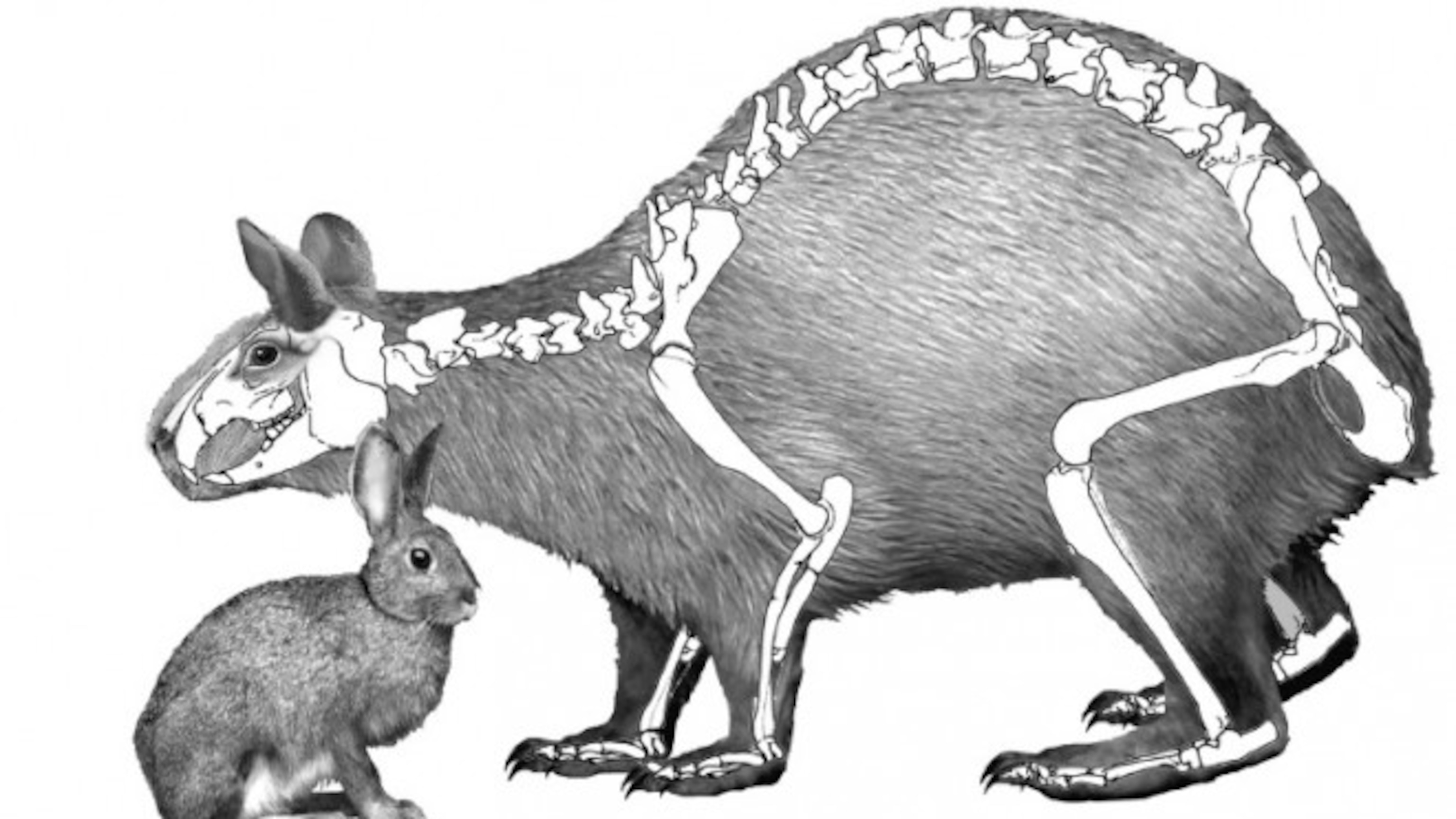 Repost: Night of the Nuralagus rex