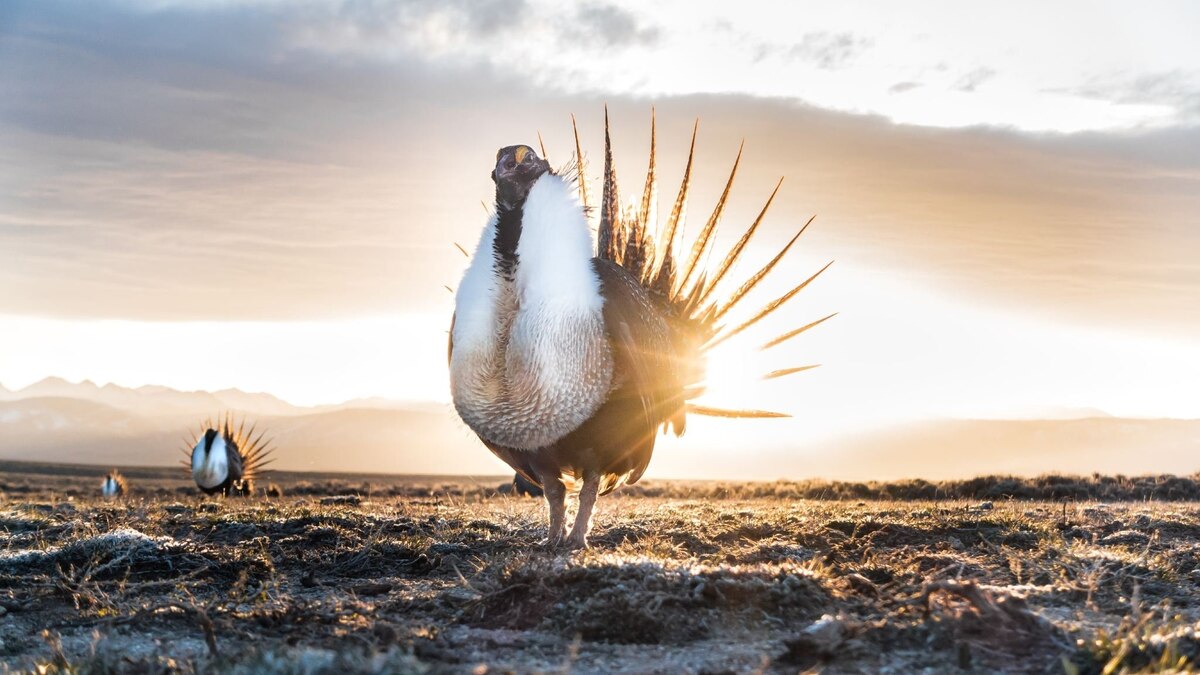 How the Sage Grouse Embodies the Endangered Species Act Debate ...