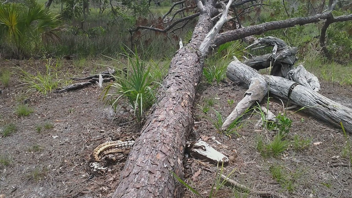 Alligator Crushed by Tree—Here's How It Happened | National Geographic