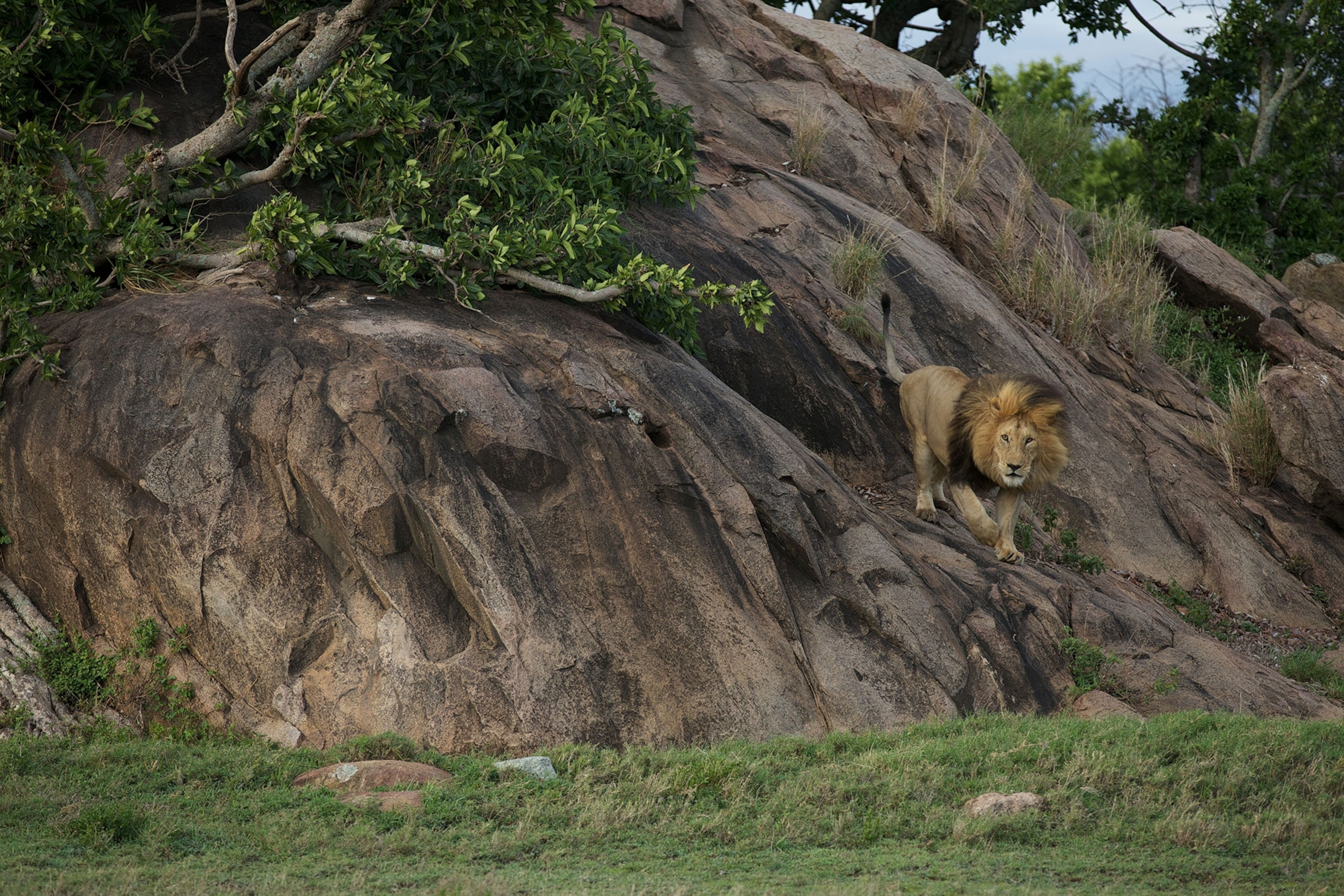 Remembering the African Lion That Defied Death
