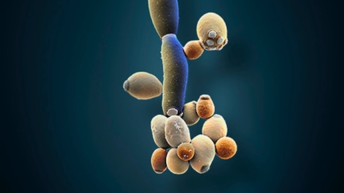 There’s a mycobiome tucked inside your microbiome—here’s why it’s so ...