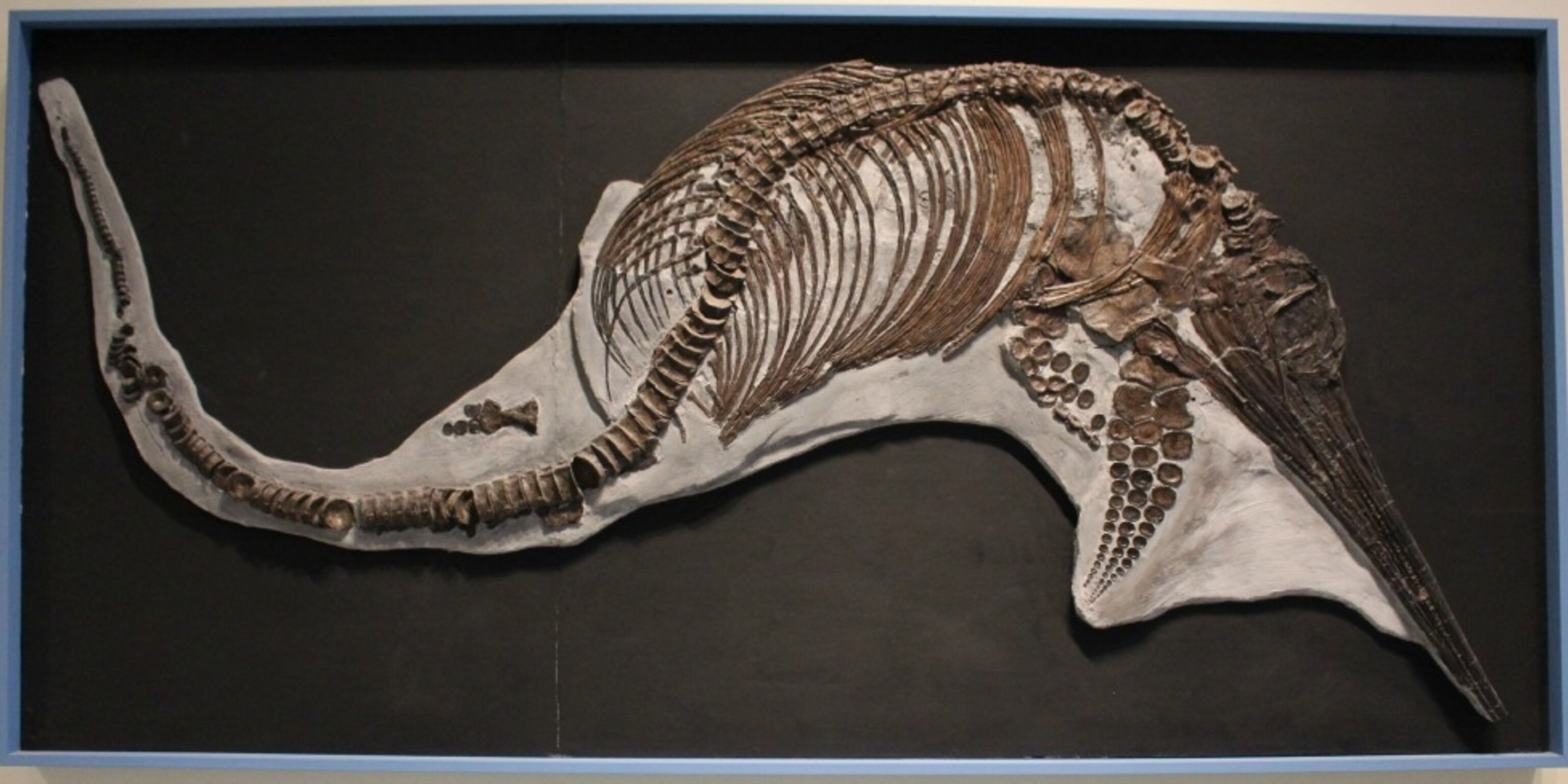 Why an Ichthyosaur Looks Like a Dolphin