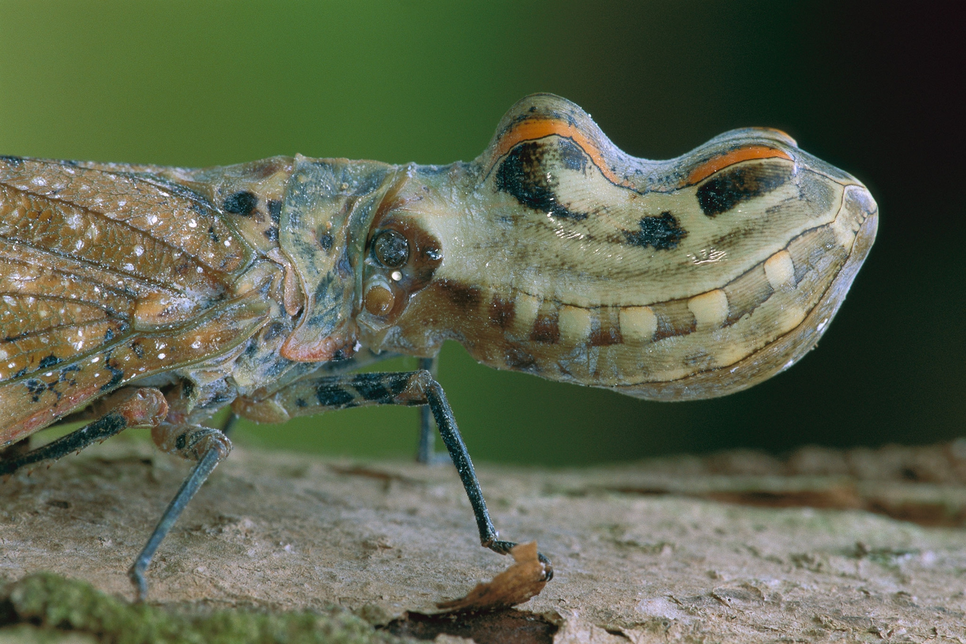 Panda ants, alligator bugs, and other lookalike animals