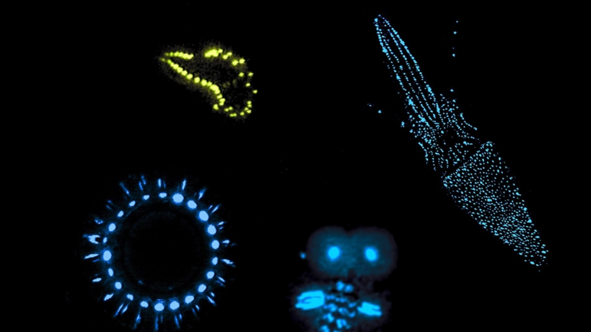 Glowing Sea Beasts: Photos Shed Light on Bioluminescence | National ...