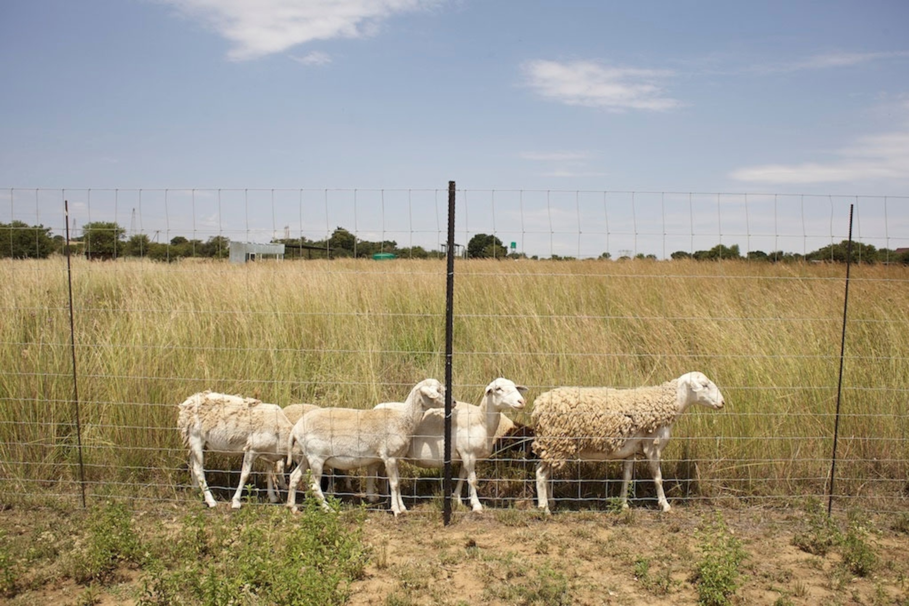 Photographing one of South Africa's last white-only settlements