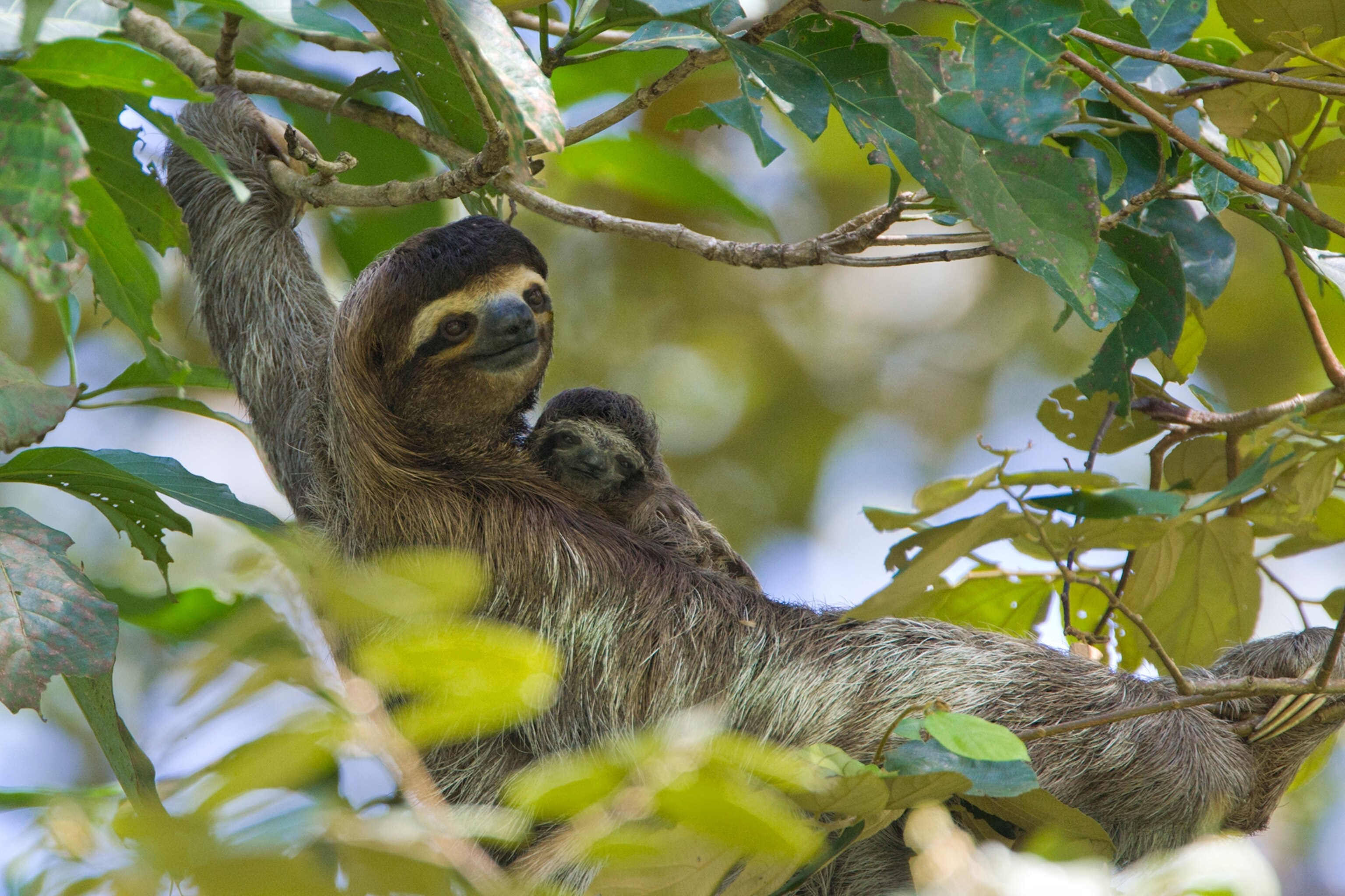Why this rare video of a sloth giving birth has scientists excited