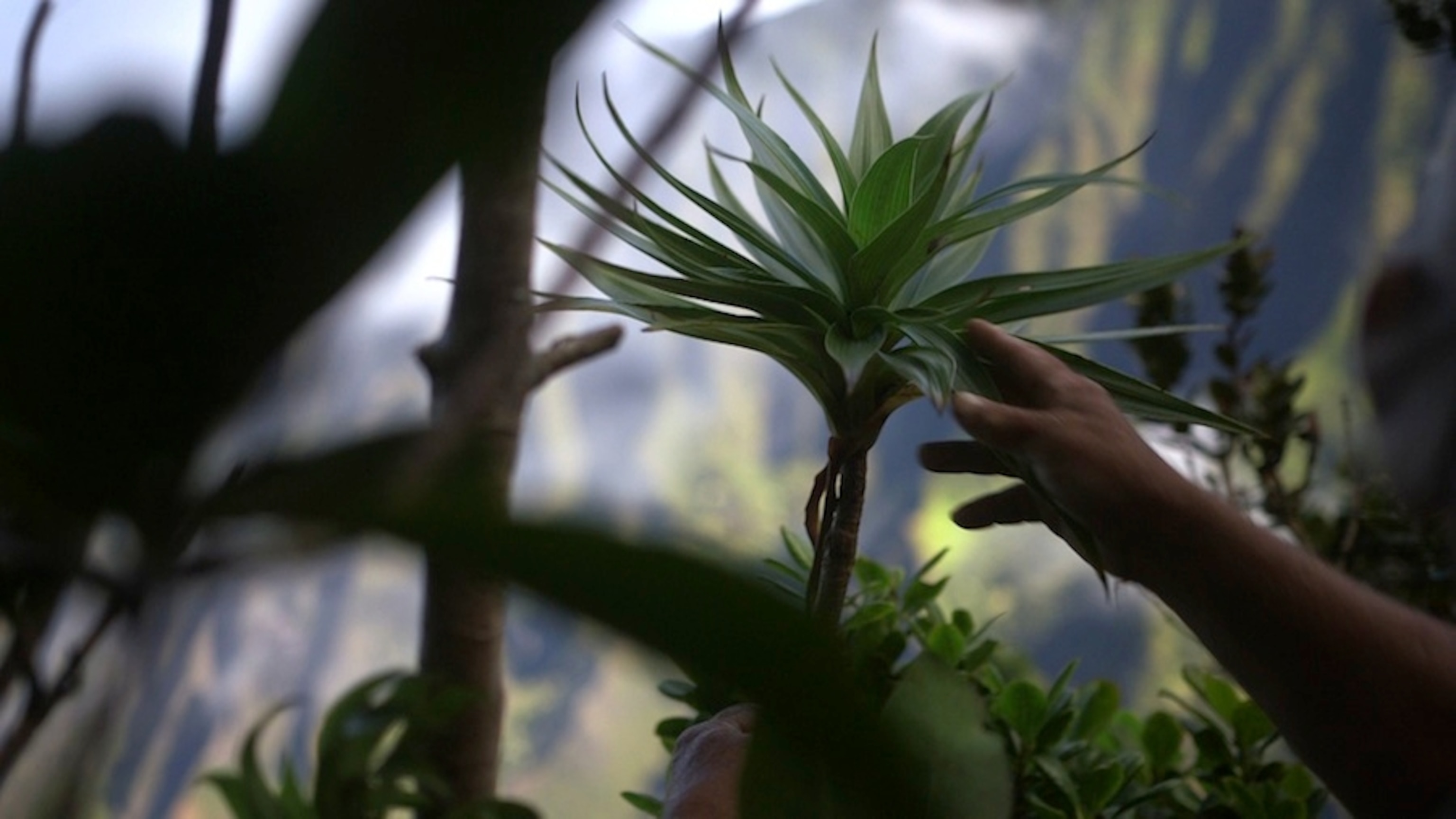 The Race to Save the World’s Rarest Plants | National Geographic