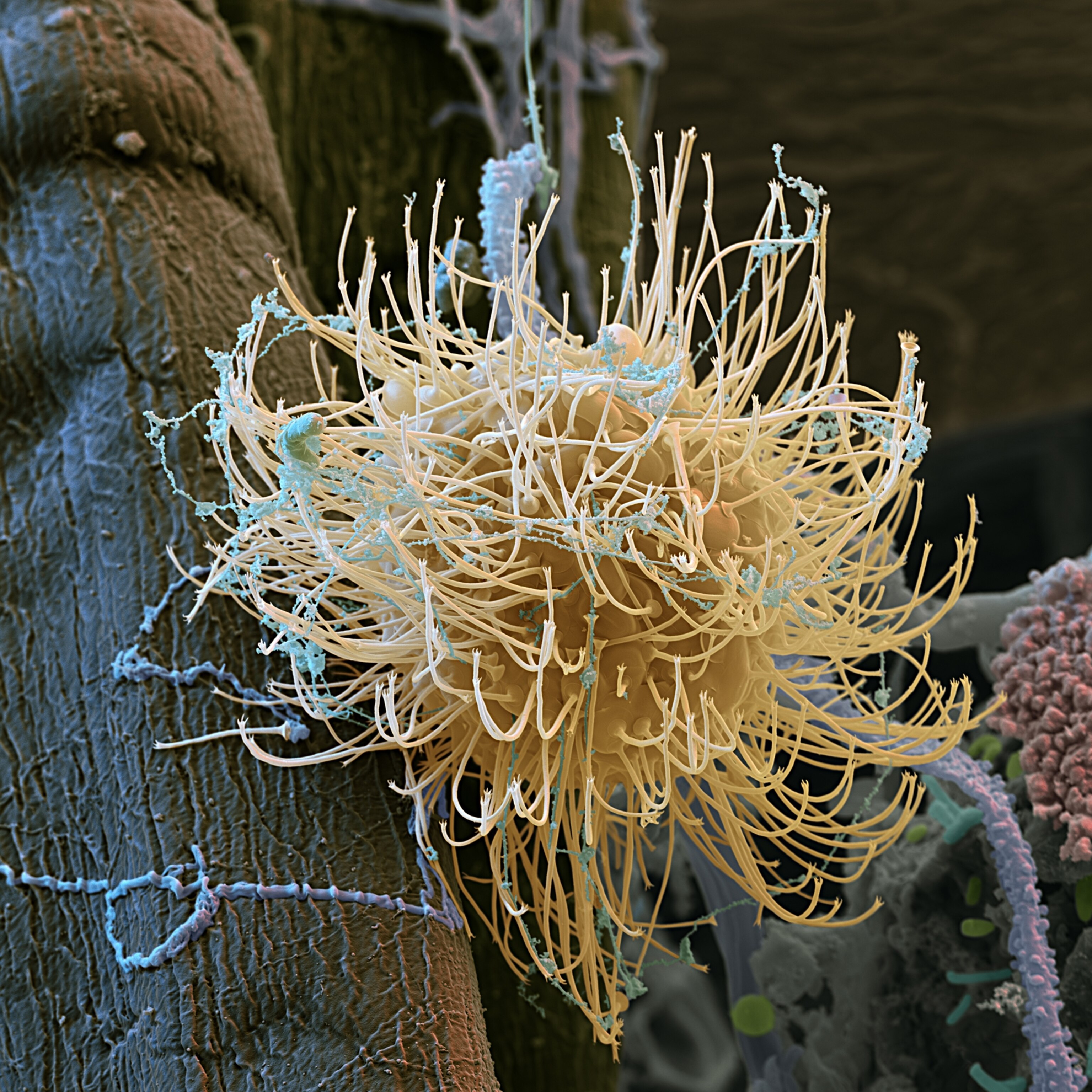 Meet the marvelous creatures that bring soil to life