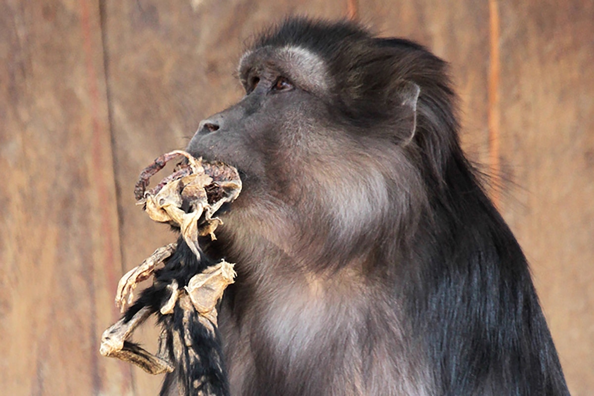 Mother Monkey Eats Mummified Baby in 'Astonishing' Case