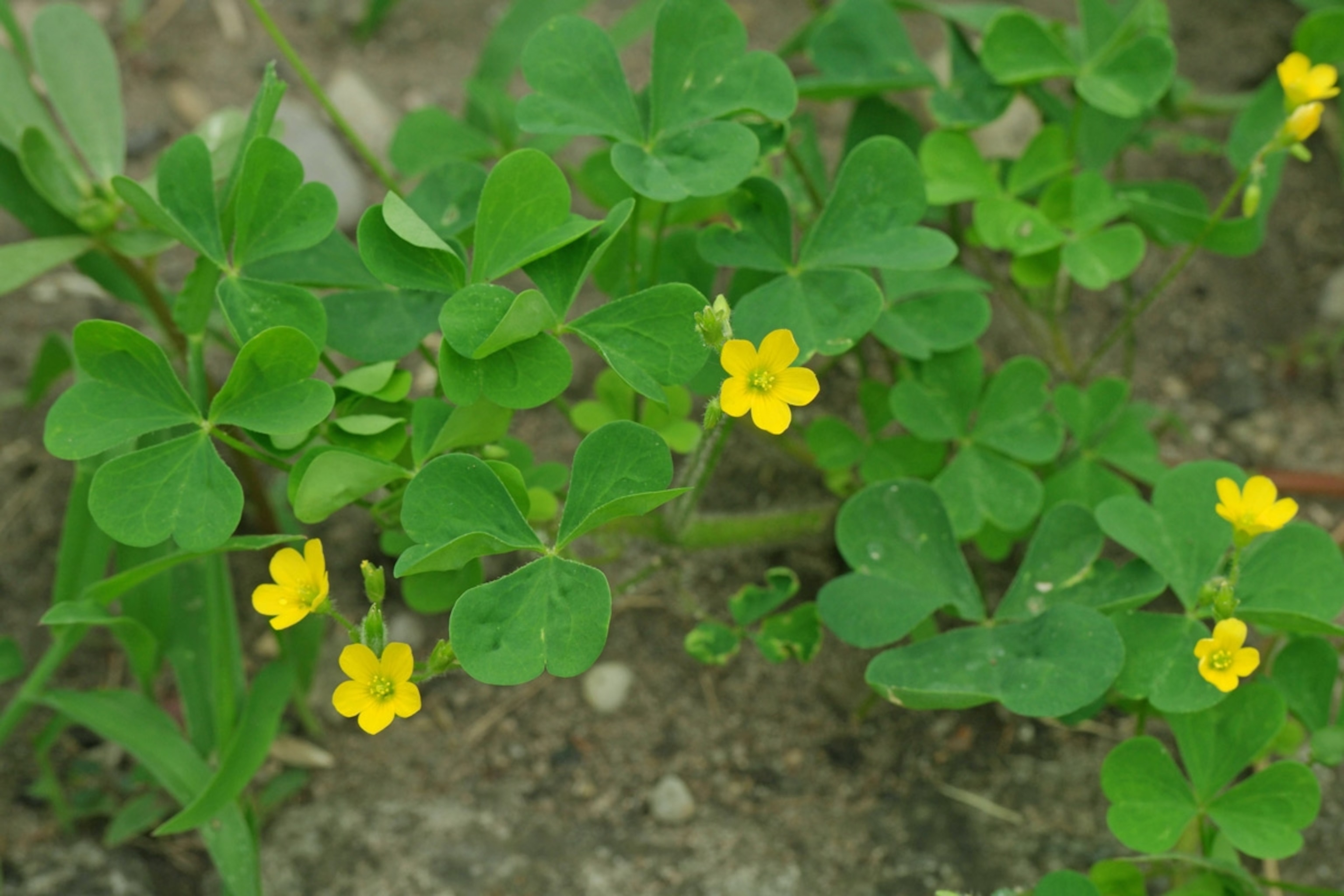 How foraging for food can bring kids closer to nature