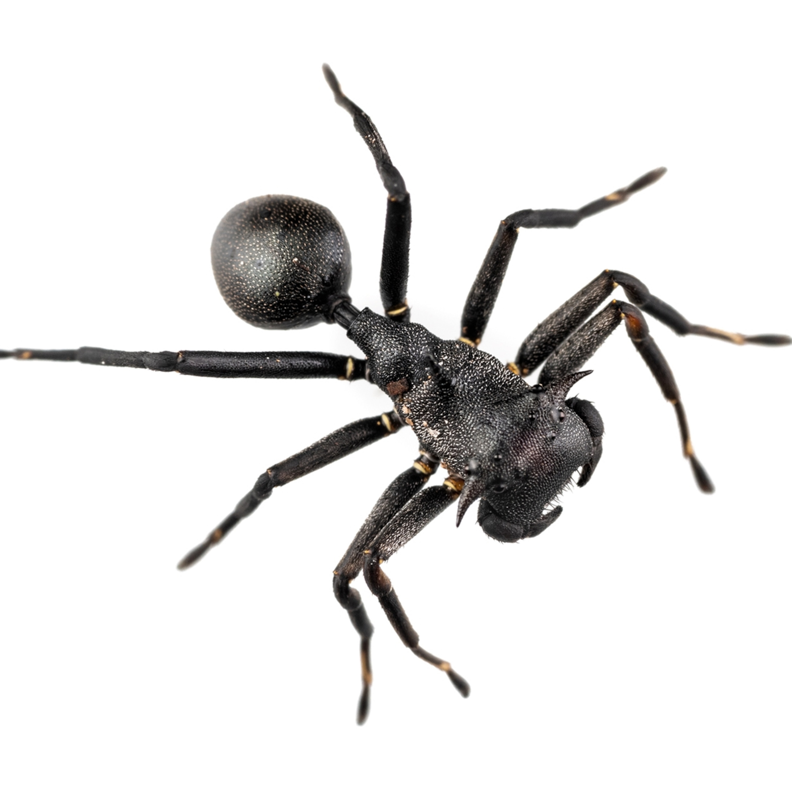 A mesmerizing look at nature's eight-legged wonders