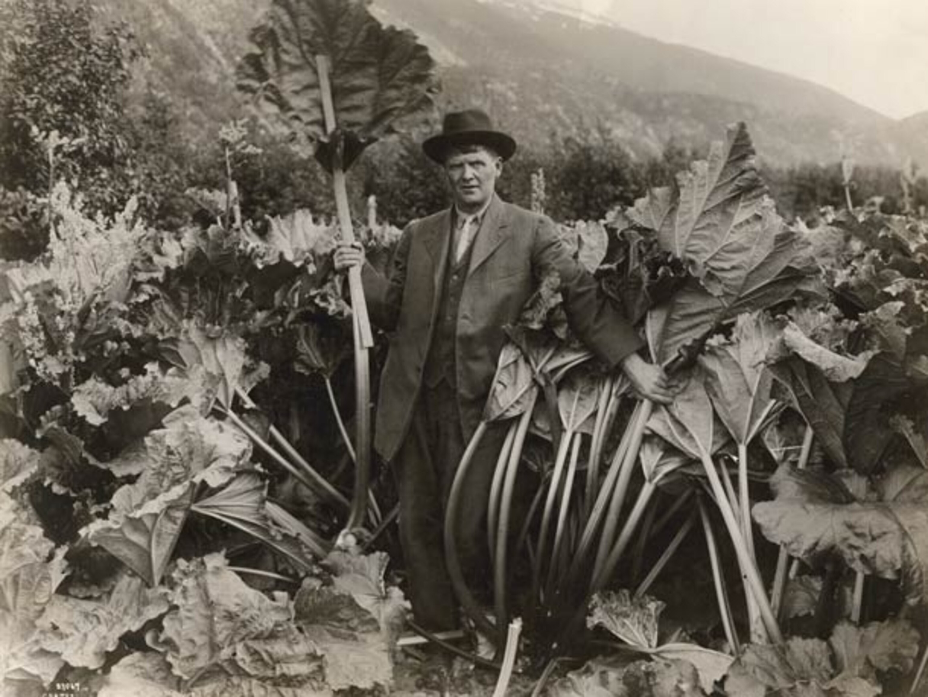 Four Things You Didn’t Know About Rhubarb