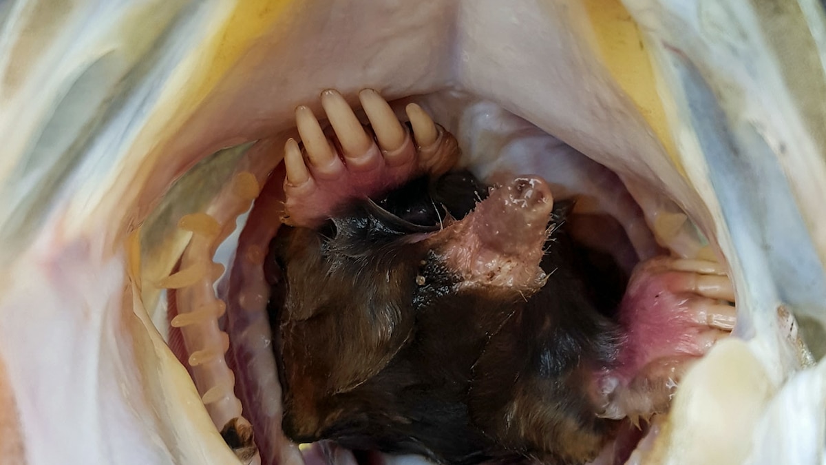 See an Underground Mammal Found Inside a Fish | National Geographic