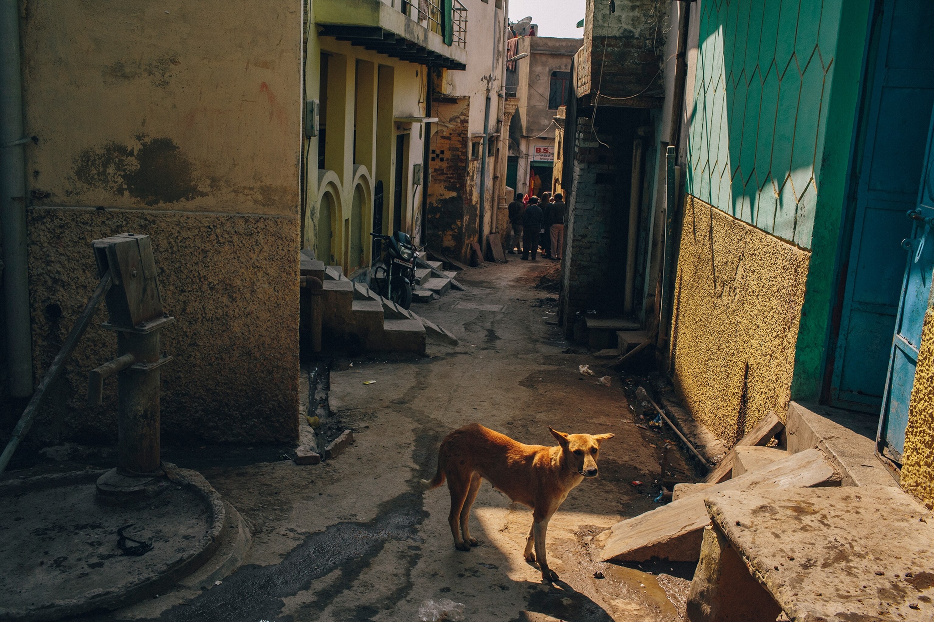 ‘The new cool’: Adopting street dogs is gaining popularity in India