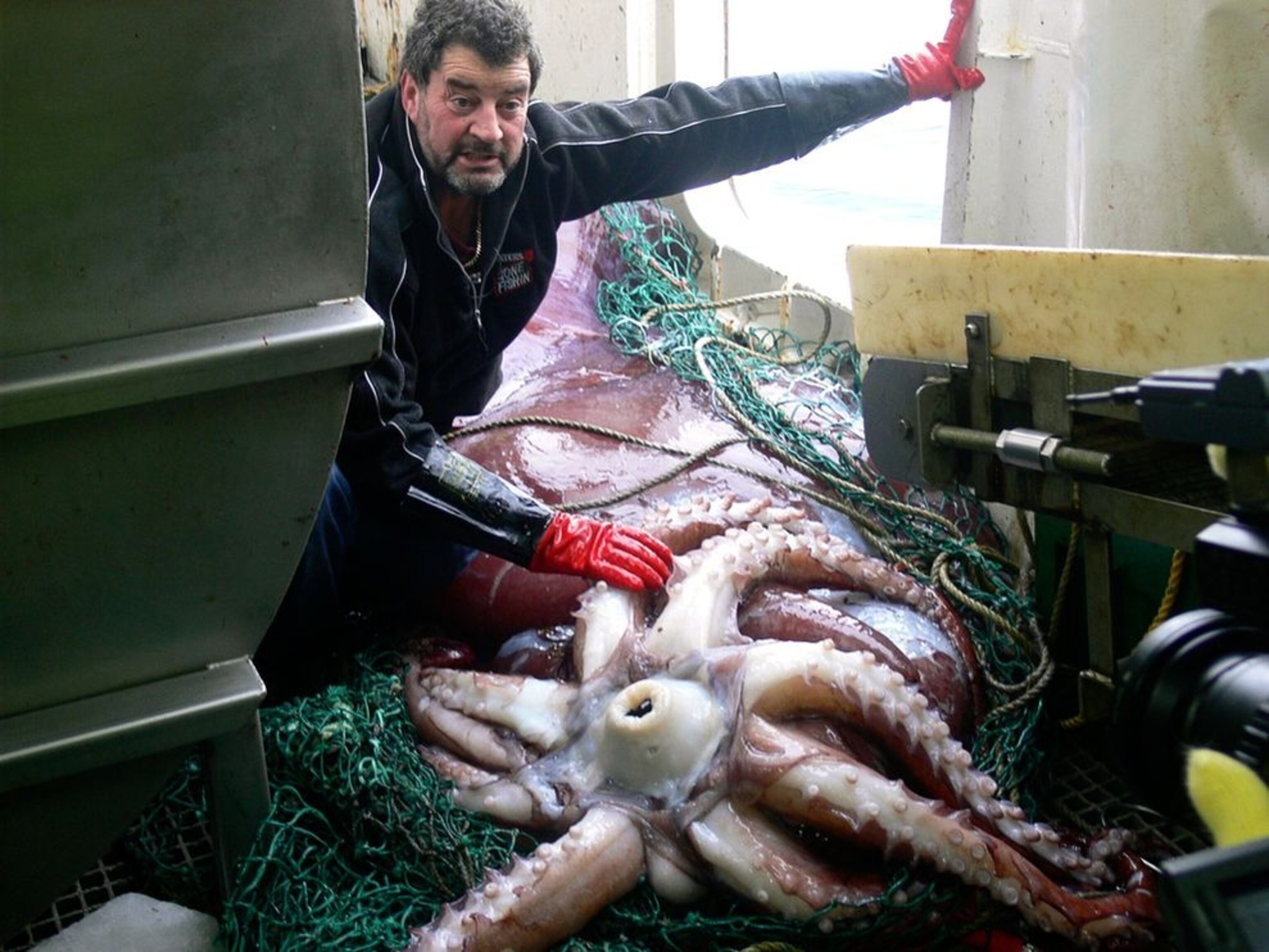 Colossal Squid a Soft, Sluggish Drifter