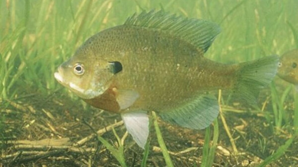 To work out why fish swim together, tempt a predator with virtual prey ...