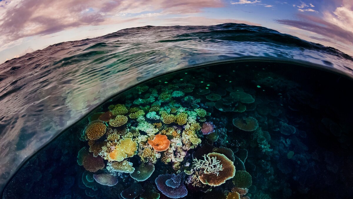 Coral Reefs and Other Structures Built by Surprising Creatures ...