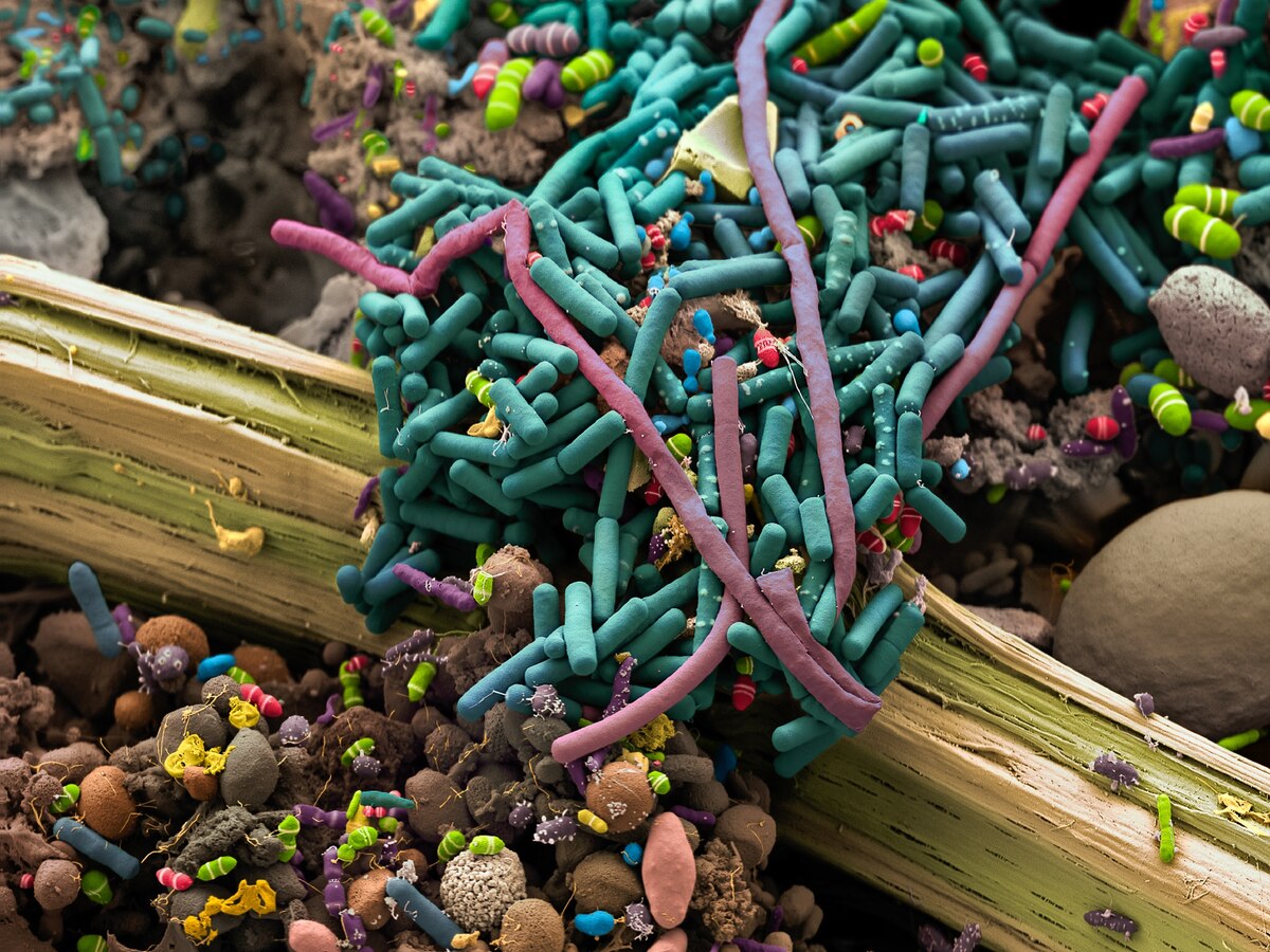 Q&A: Scientist Studied His Poop for a Year to Learn About Gut Bugs