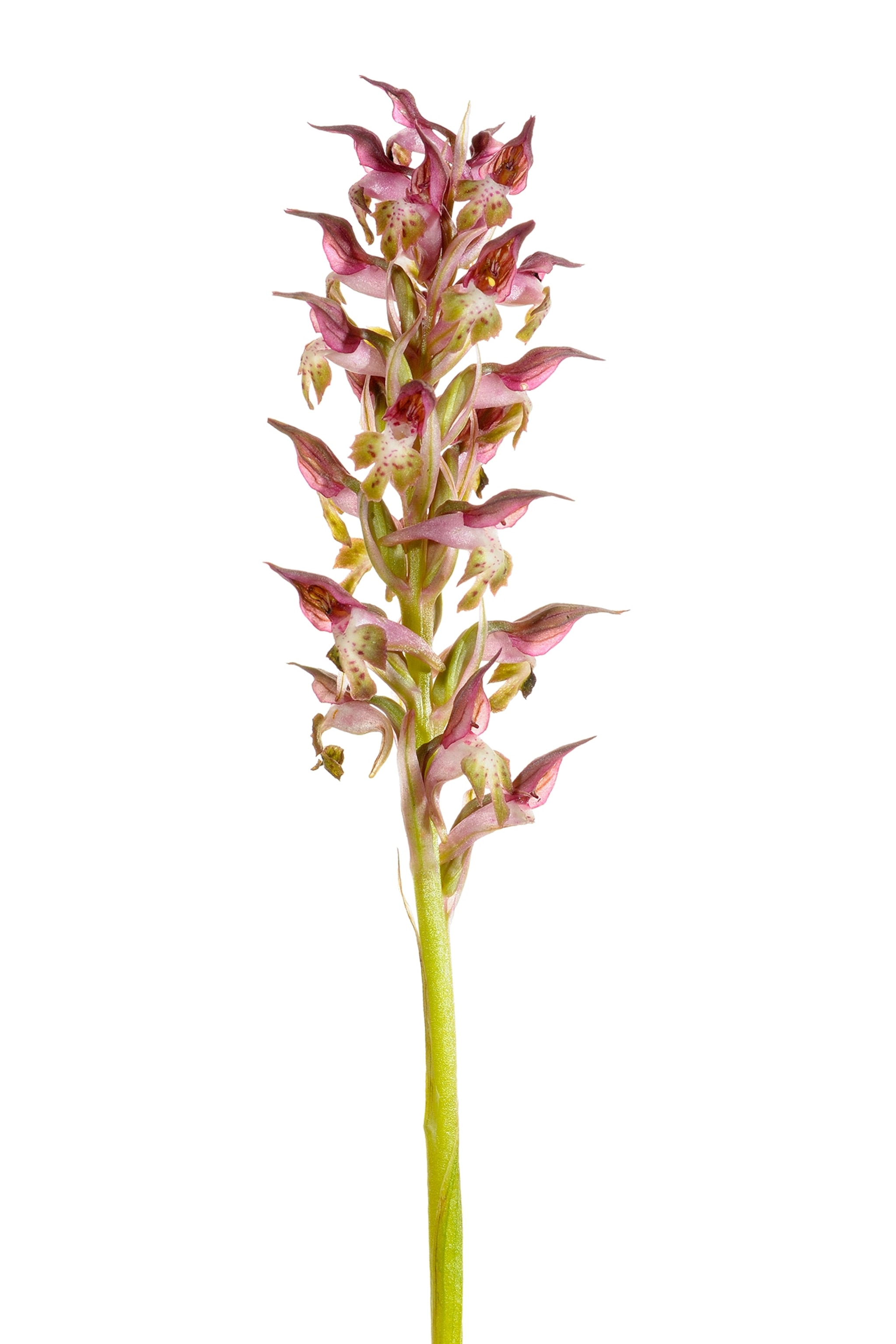 12 Colorful Photos of Orchids for Spring
