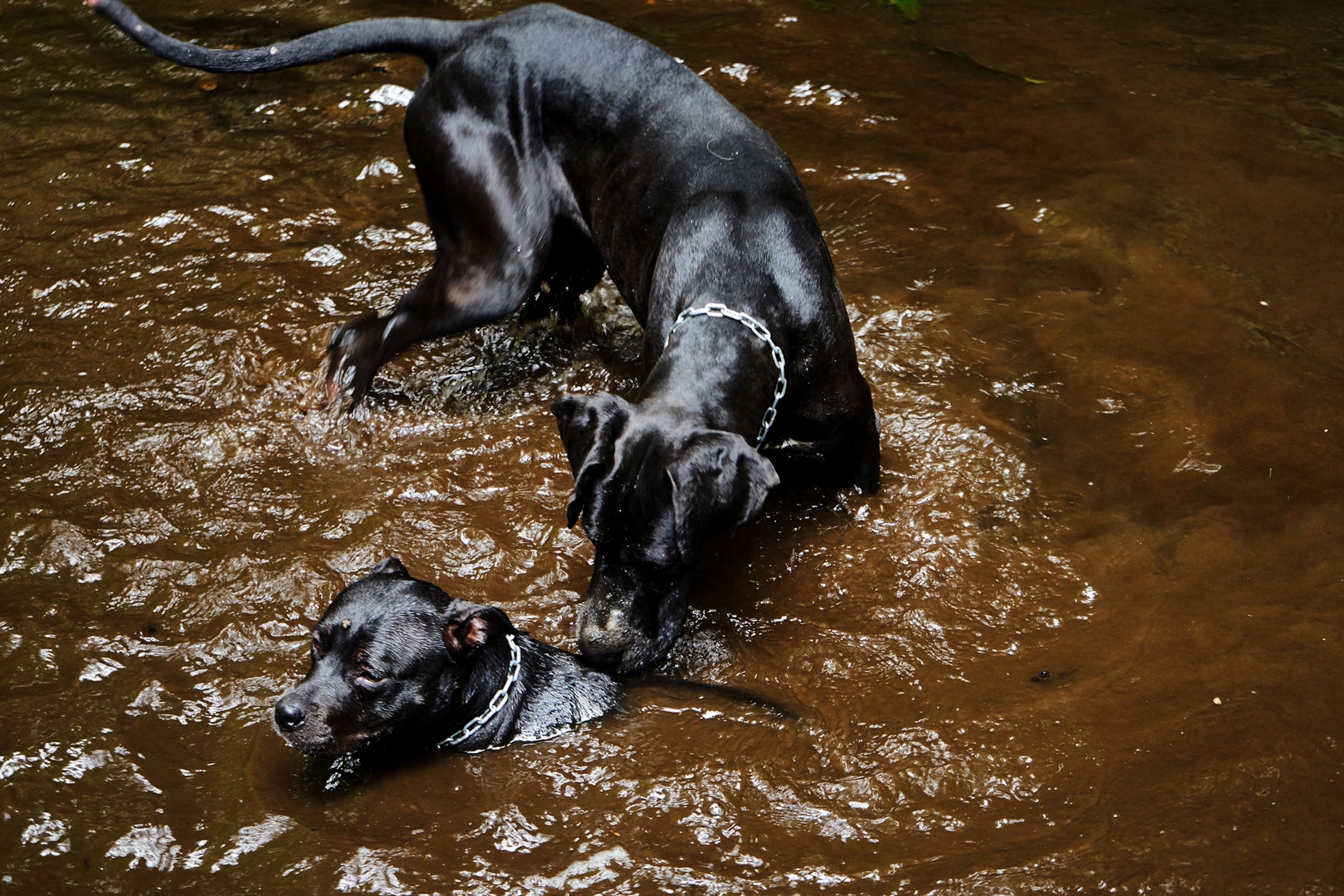 Animal Shelter in Costa Rica Home to 1,000 Stray Dogs