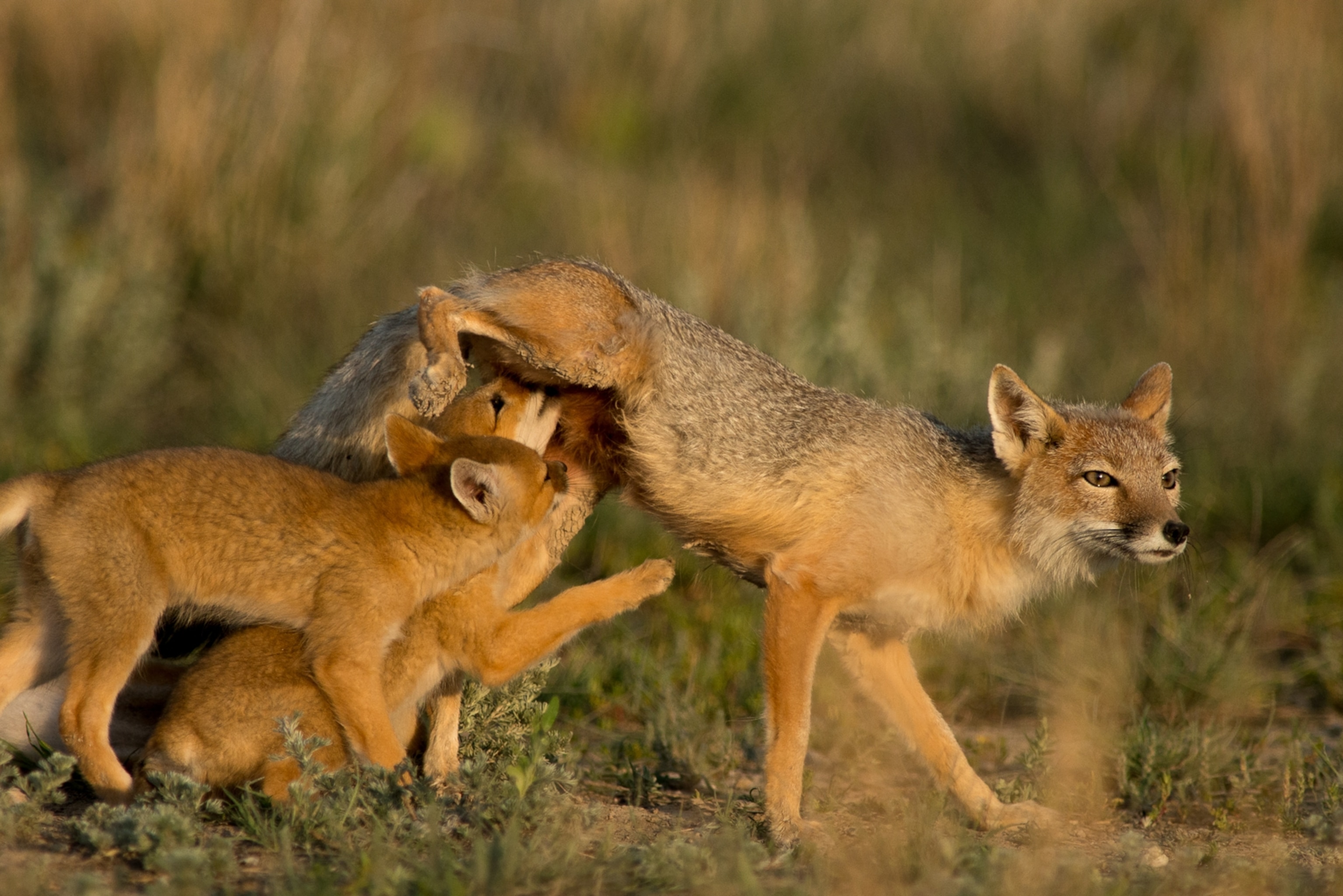 Moving Slowly to Capture the Swift Fox